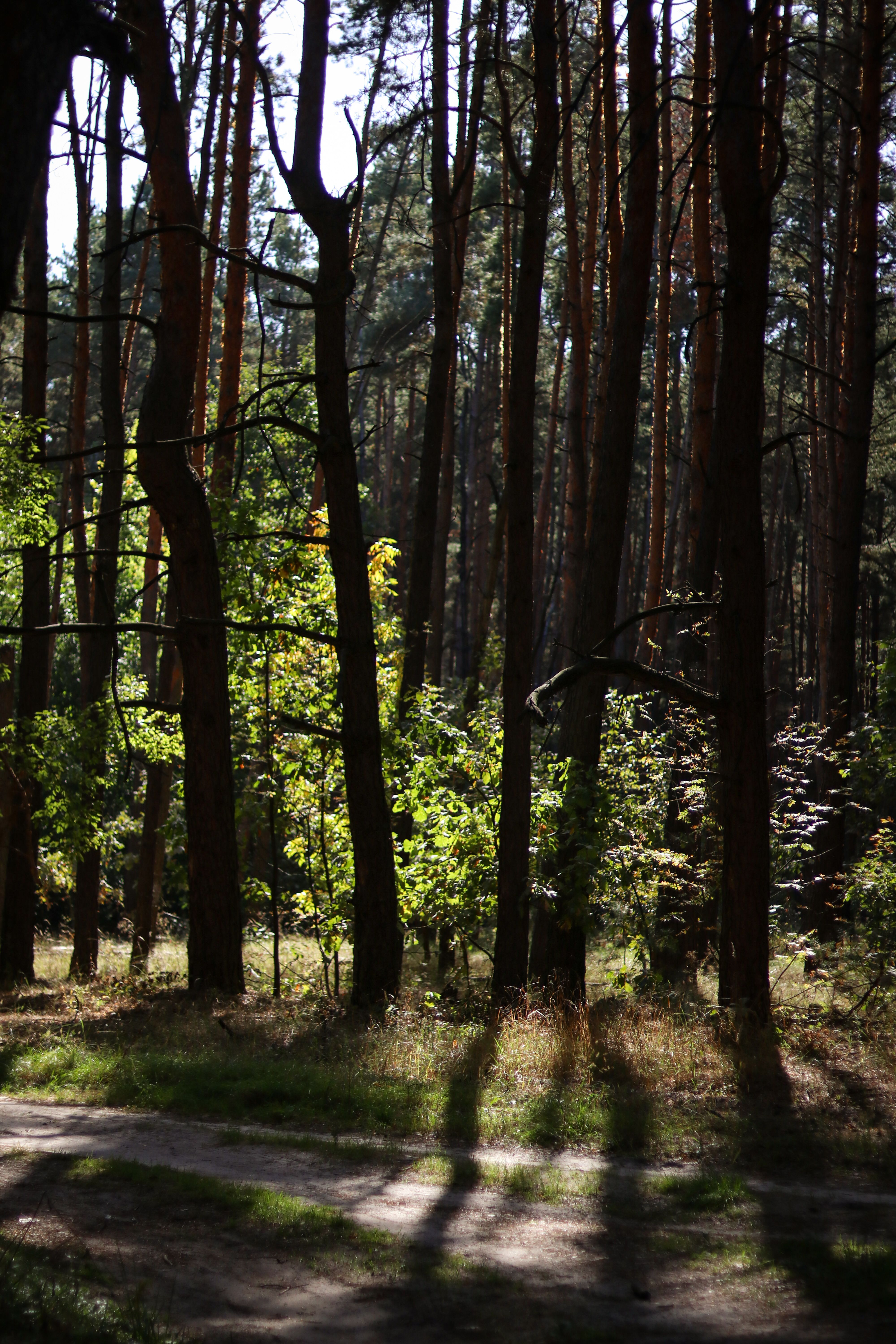 Shadow on Dirt Road in Forest · Free Stock Photo