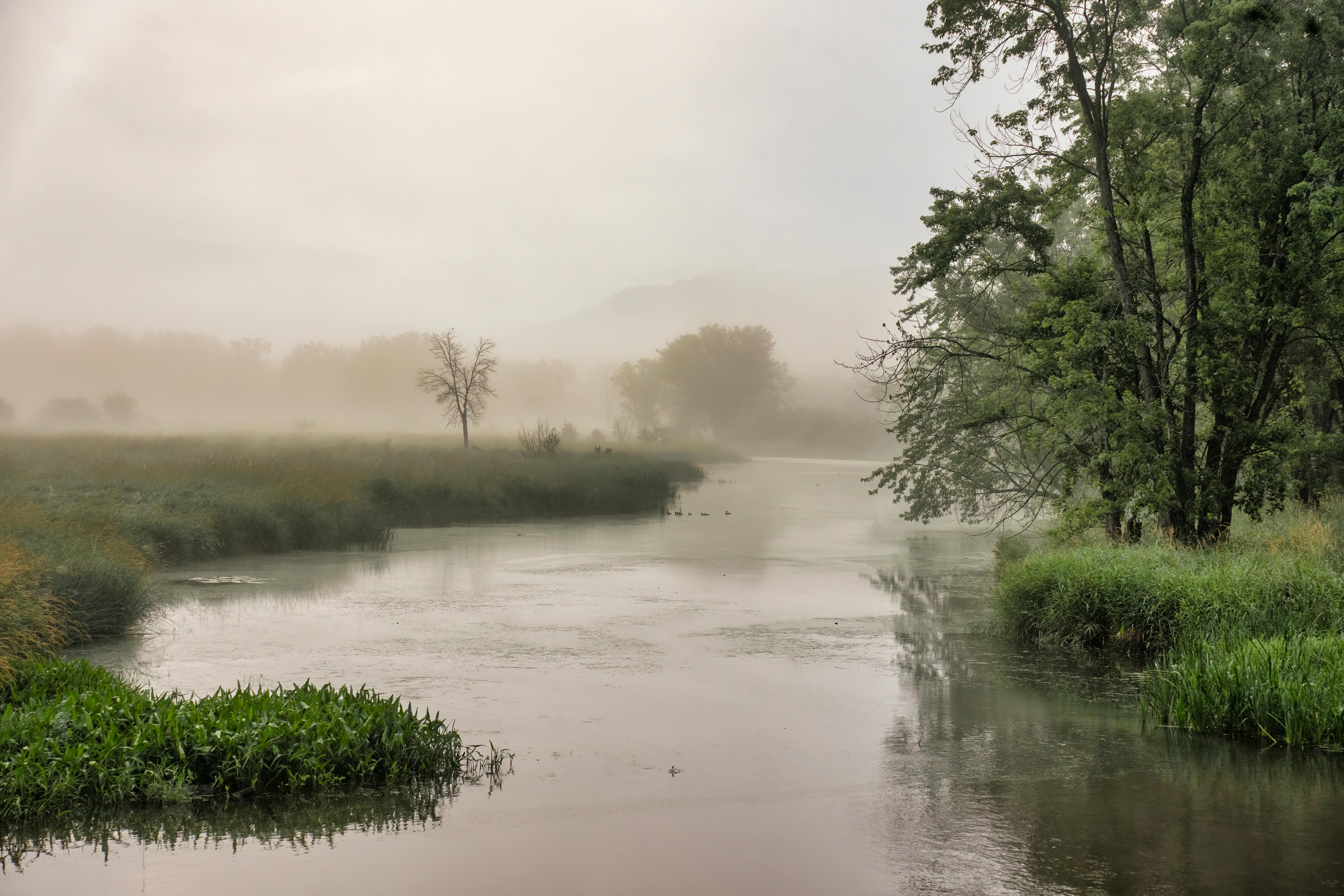 Fog over River in Forest · Free Stock Photo