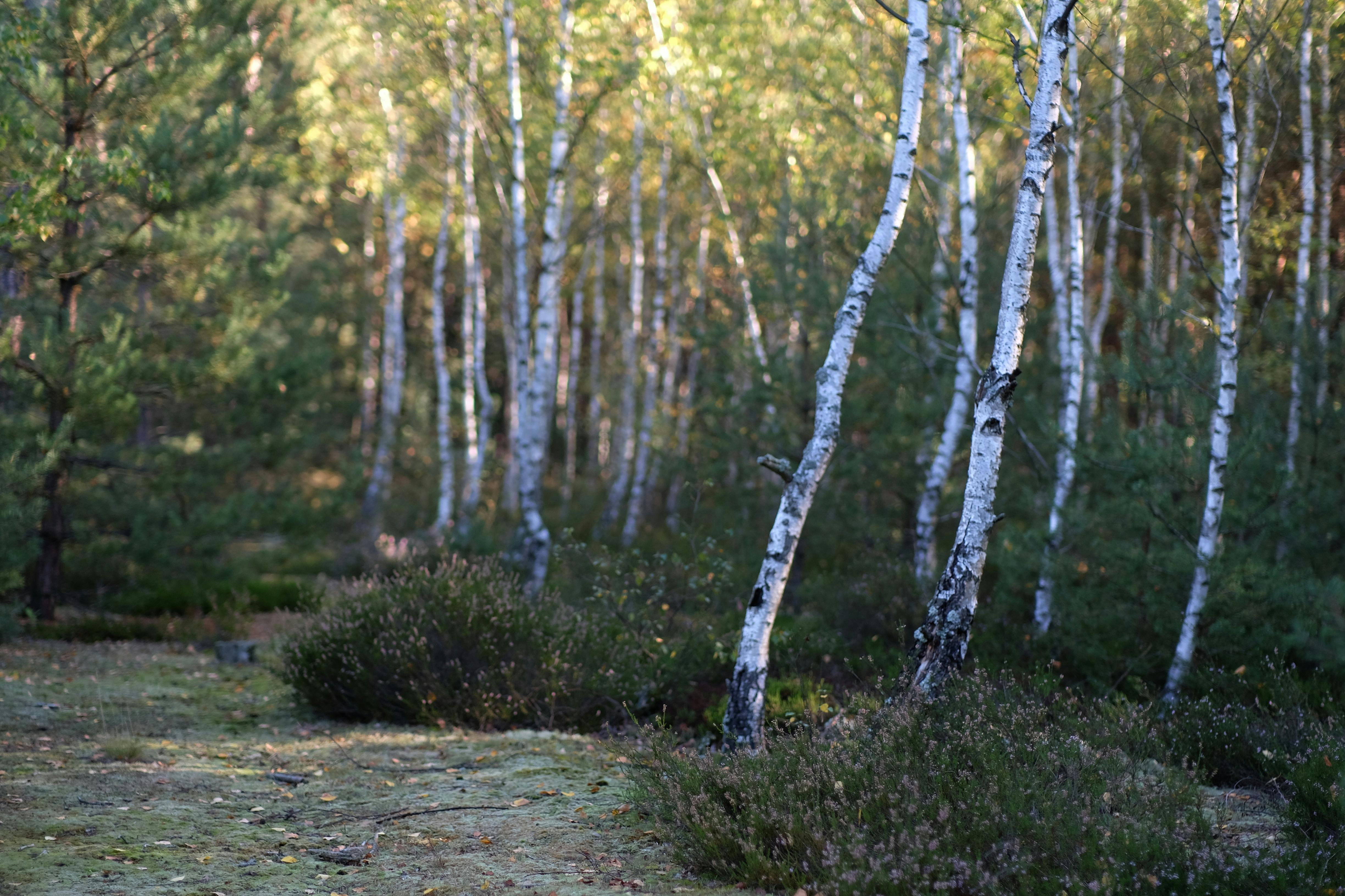 Foto de stock gratuita sobre abedul, abedules, al aire libre, arboles ...