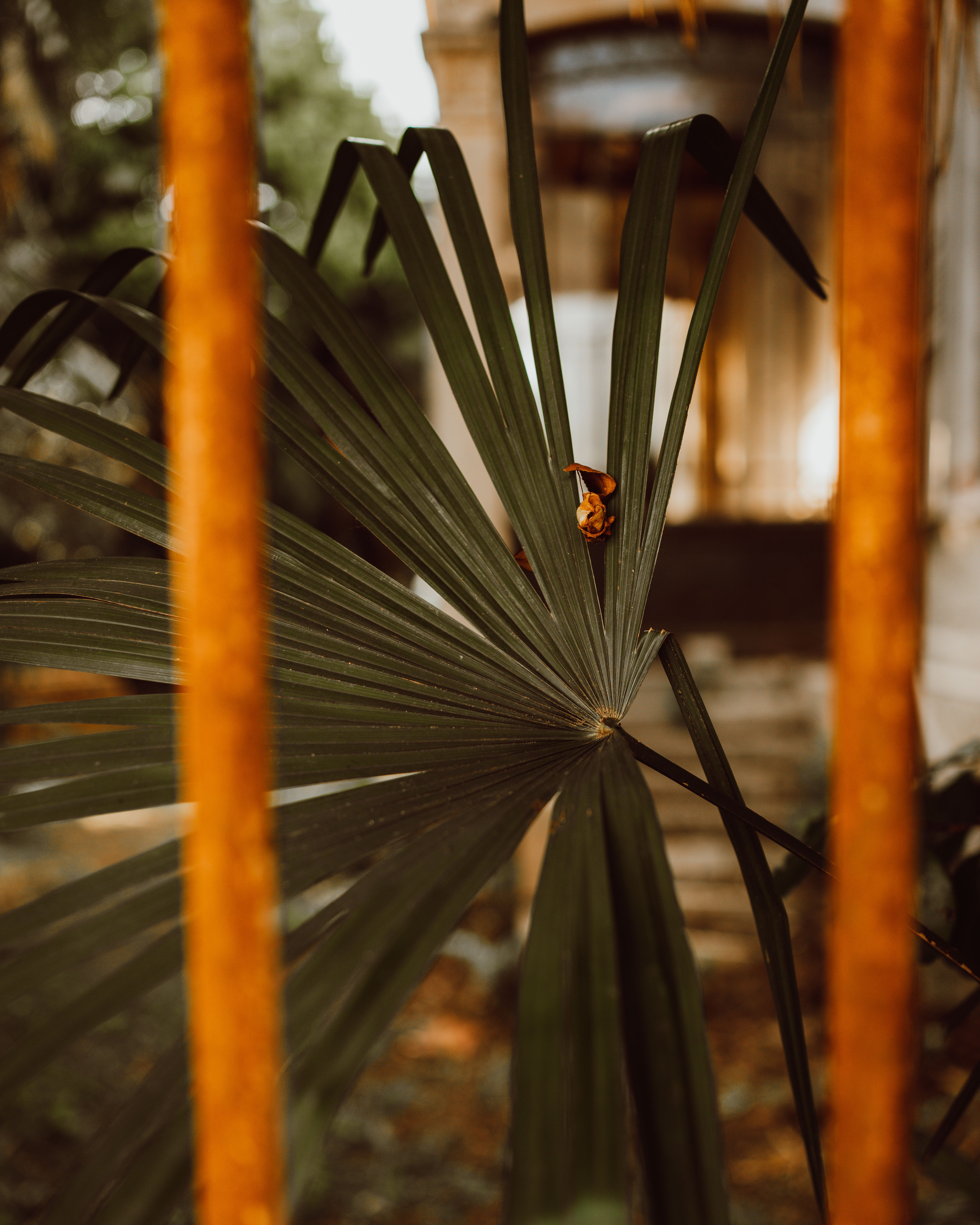 Long Leaves of Plant · Free Stock Photo