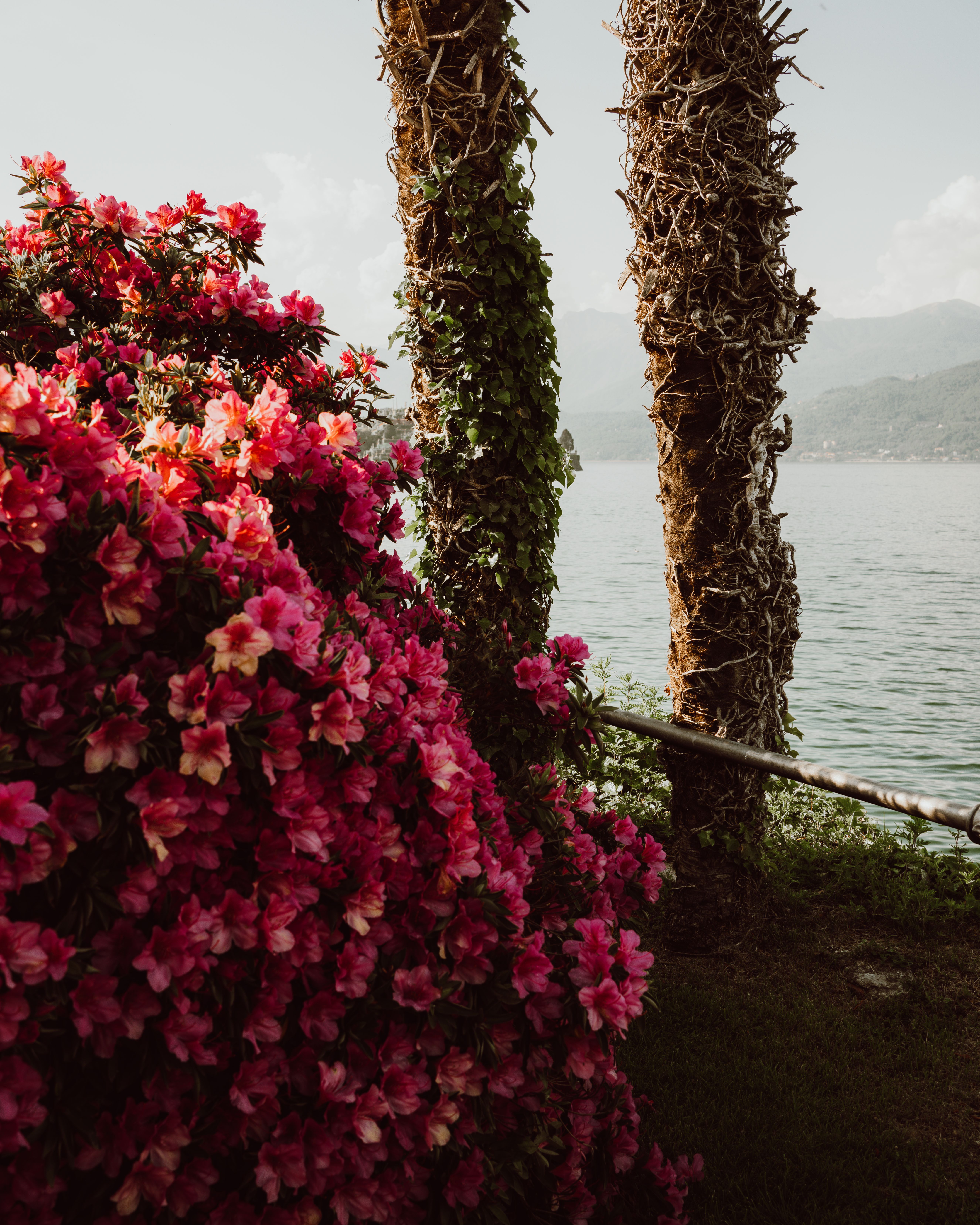 Beautiful Flower Scenery Photos, Download The BEST Free Beautiful ...