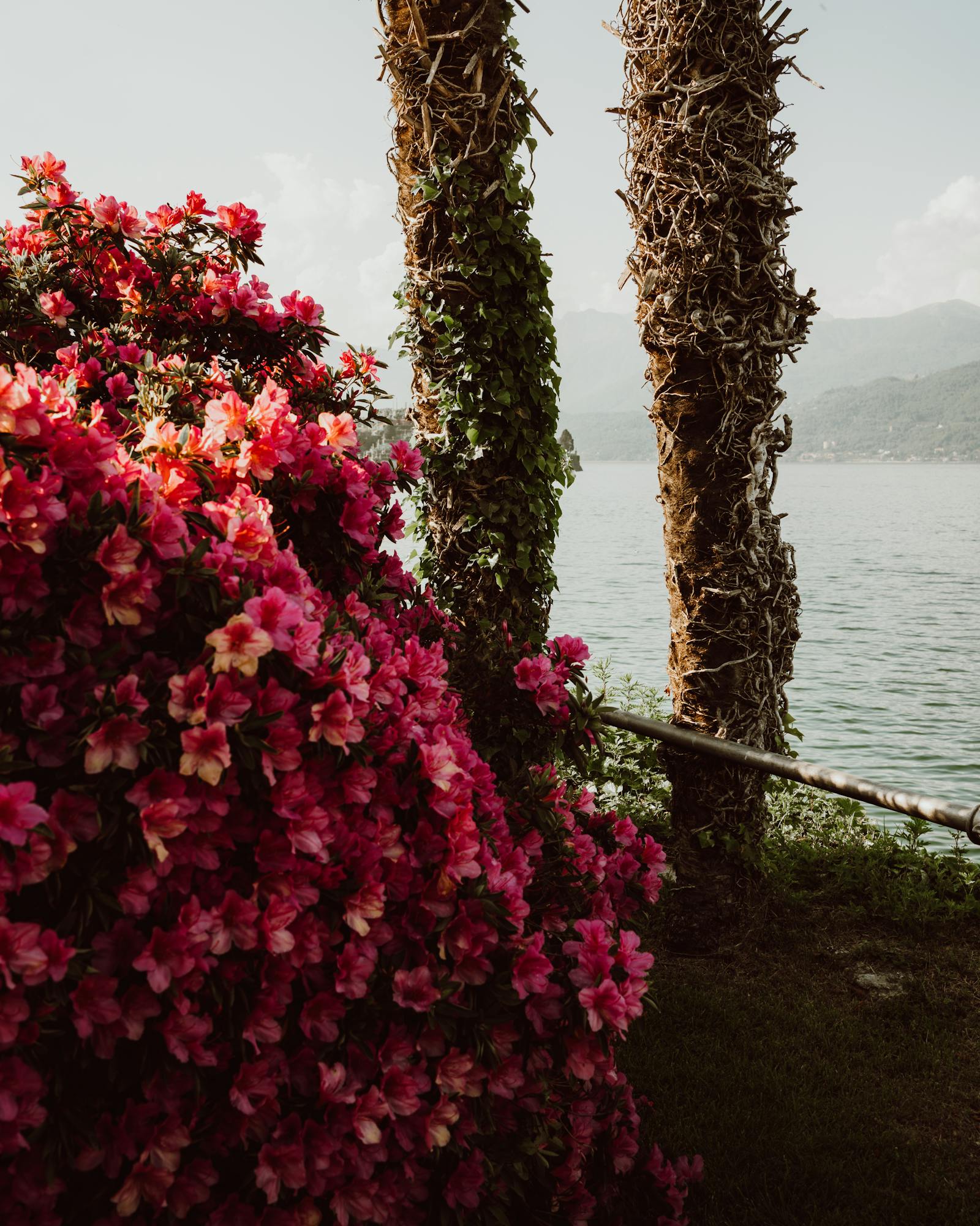 Beautiful Flower Scenery Photos, Download The BEST Free Beautiful ...