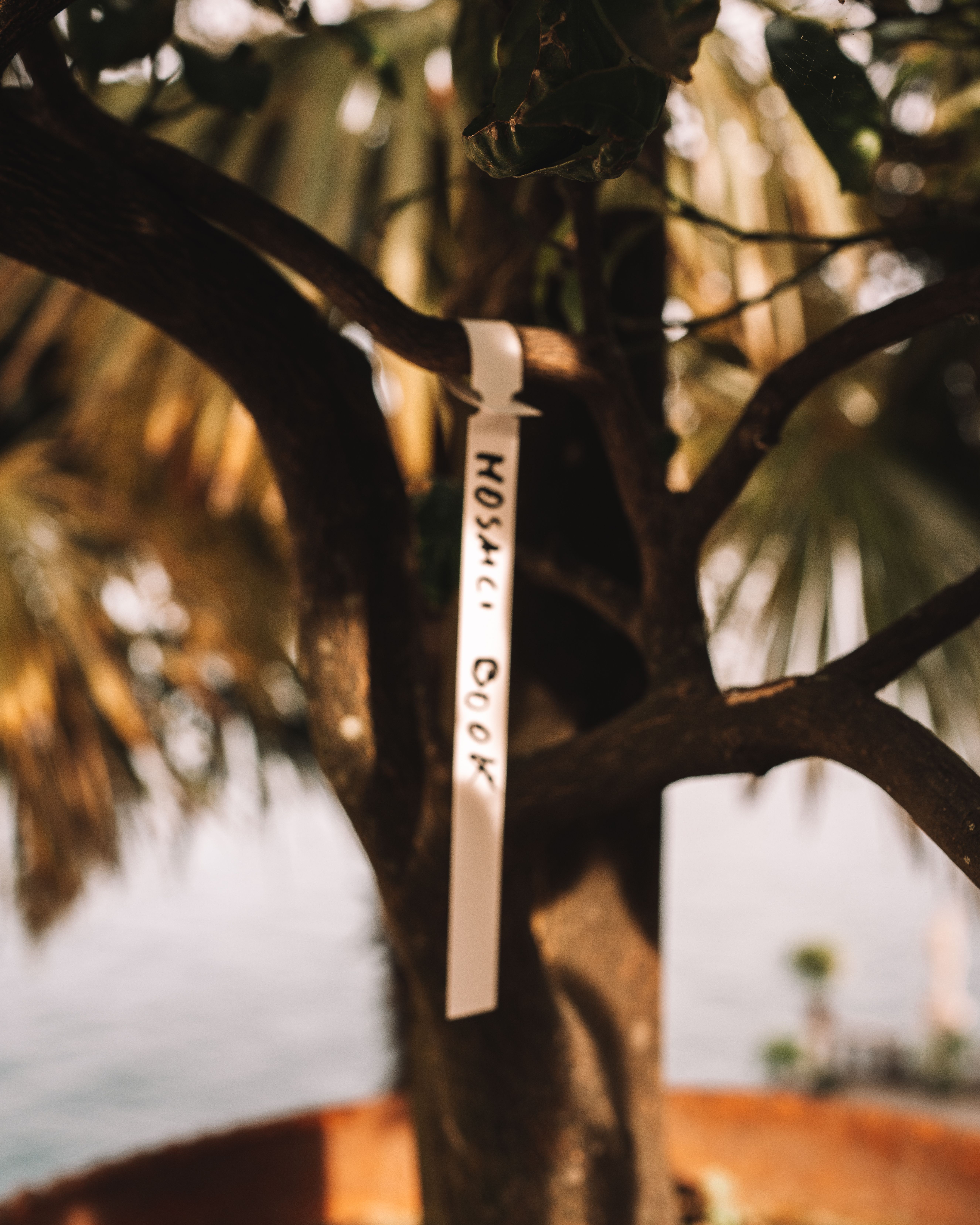 String on a Branch of Tree · Free Stock Photo