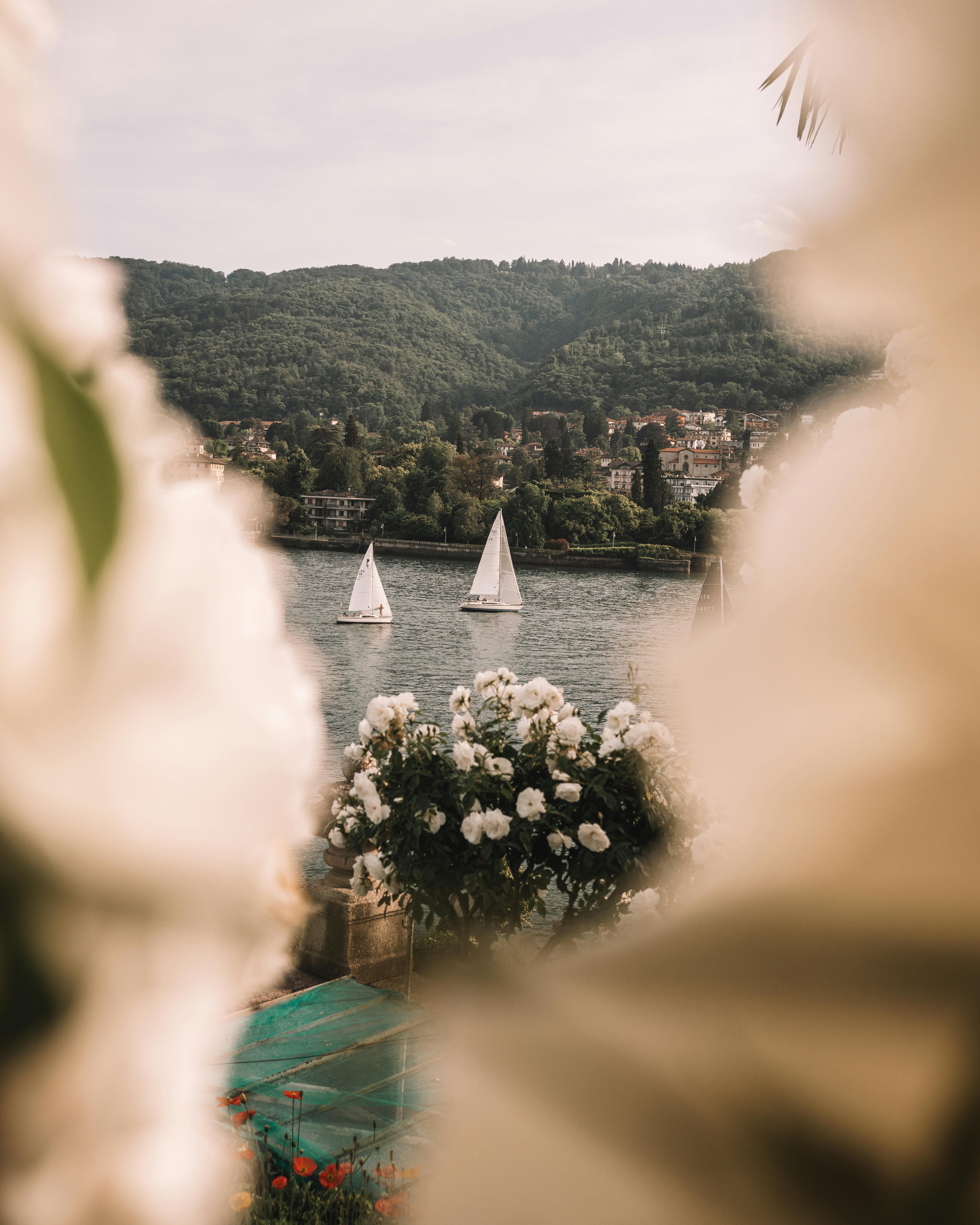 Sailing Boats Seen Among White Roses · Free Stock Photo