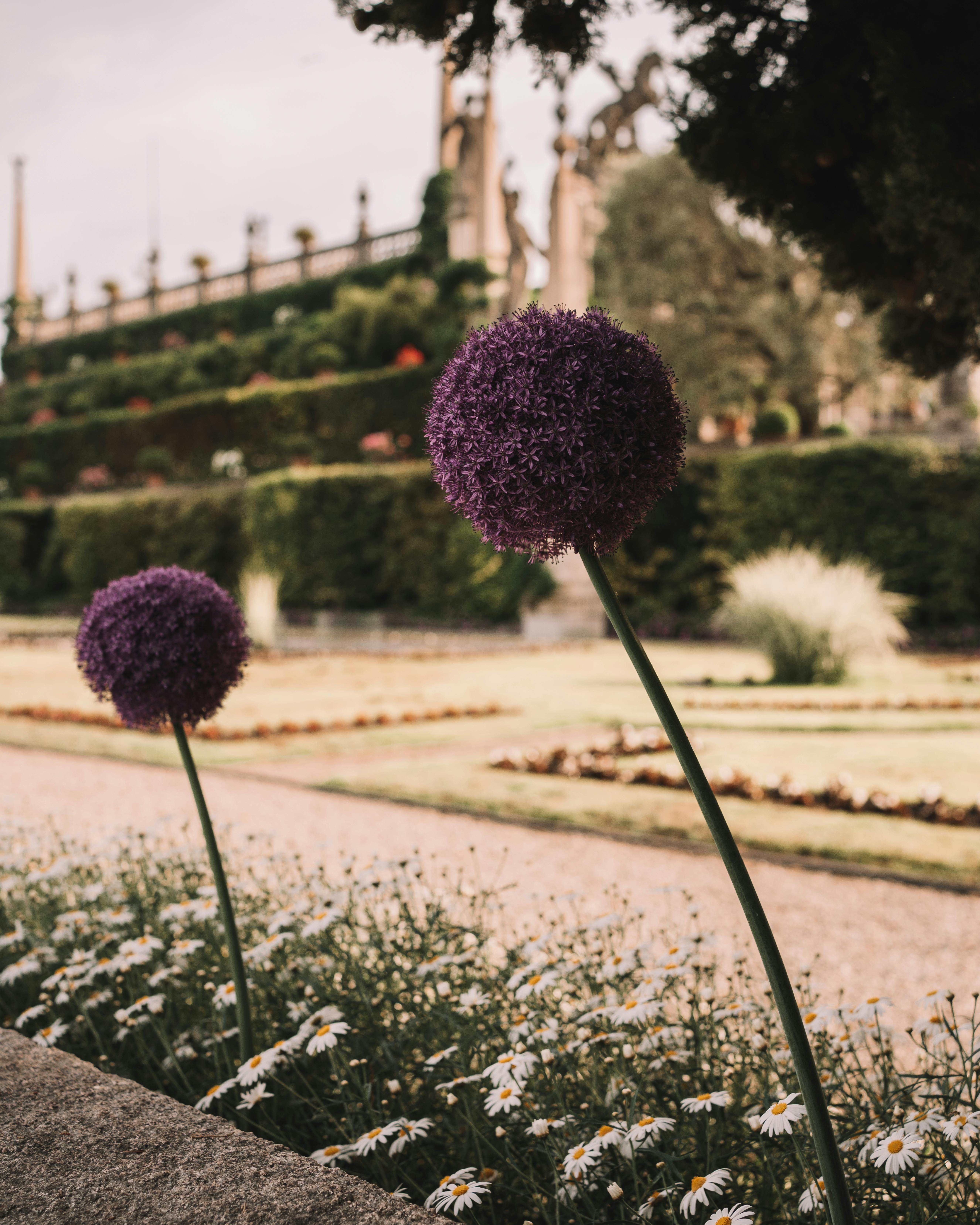 Mature Flowers Photos, Download The BEST Free Mature Flowers Stock ...