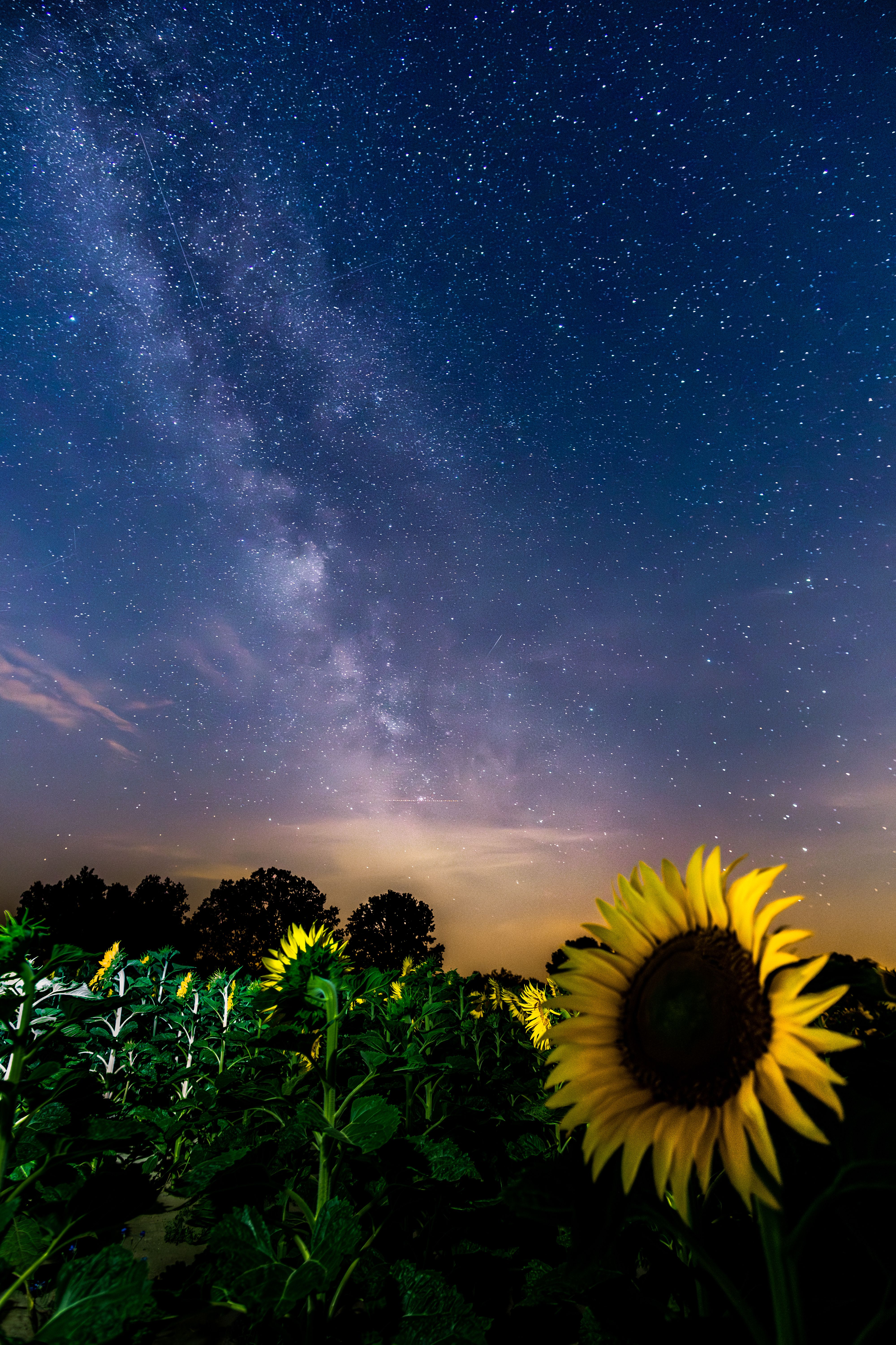 Stars on Clear, Night Sky over Field of Sunflowers · Free Stock Photo