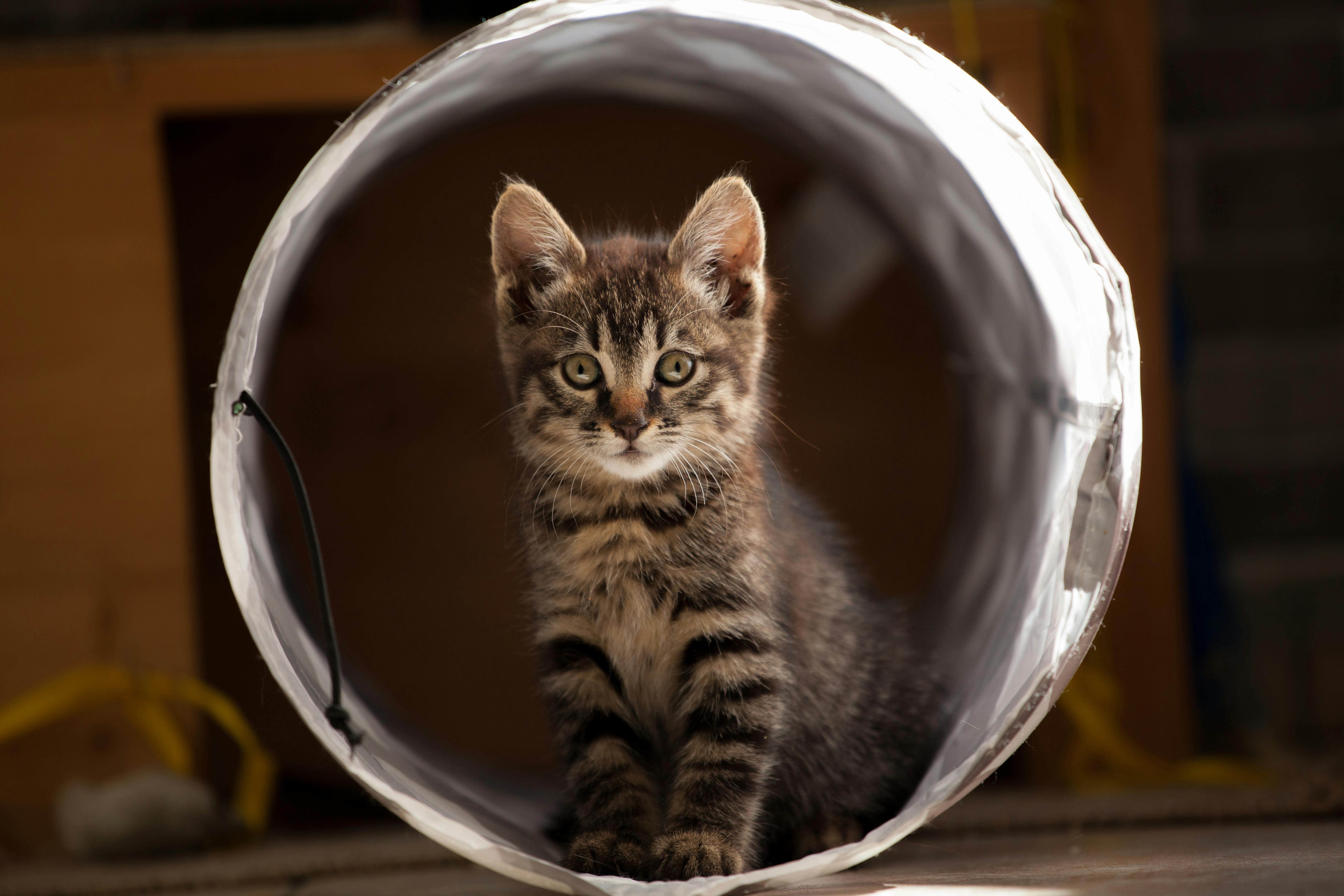 Cat And Ball Photos, Download The BEST Free Cat And Ball Stock Photos ...