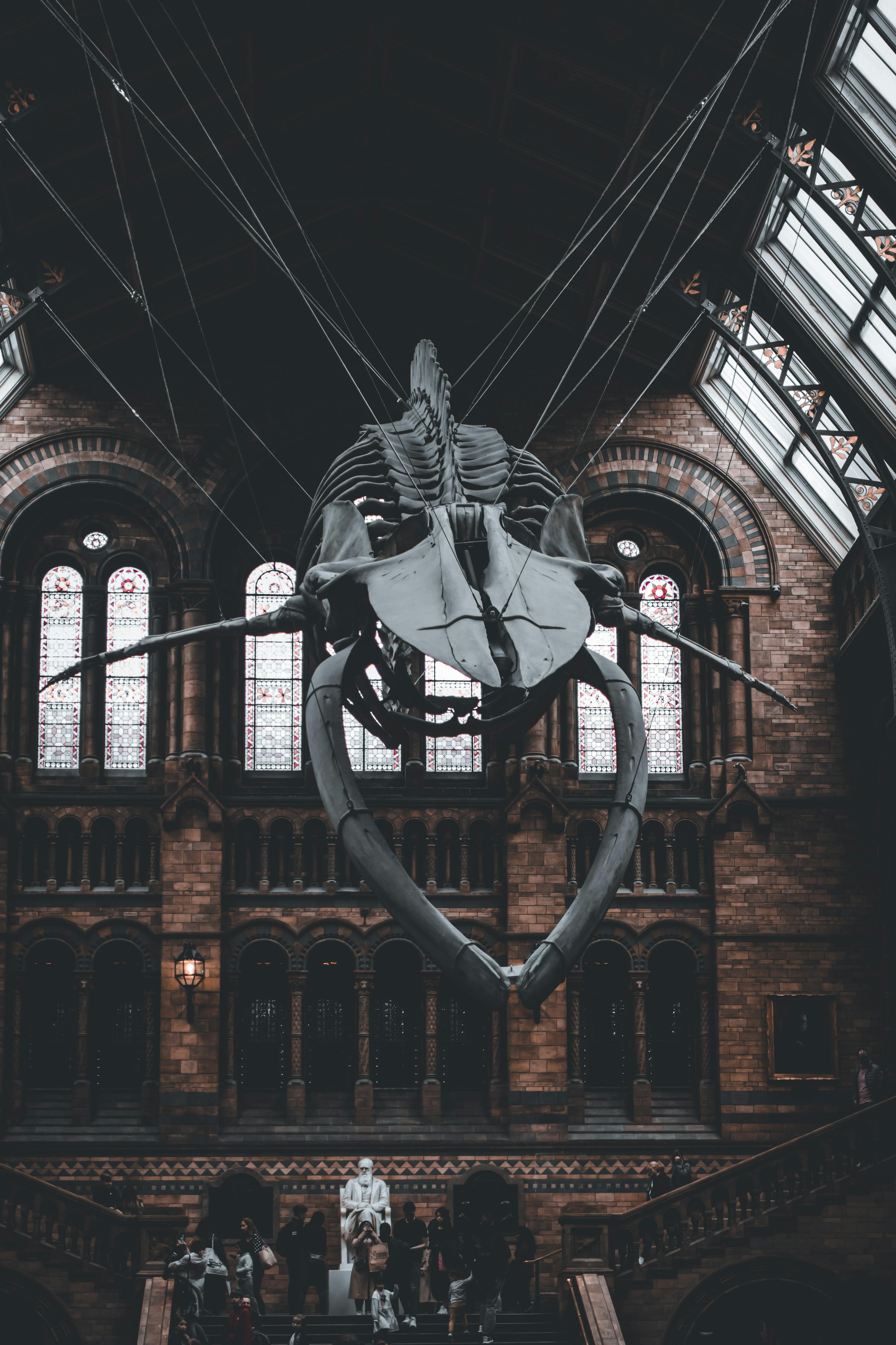 Dragon Skeleton · Free Stock Photo