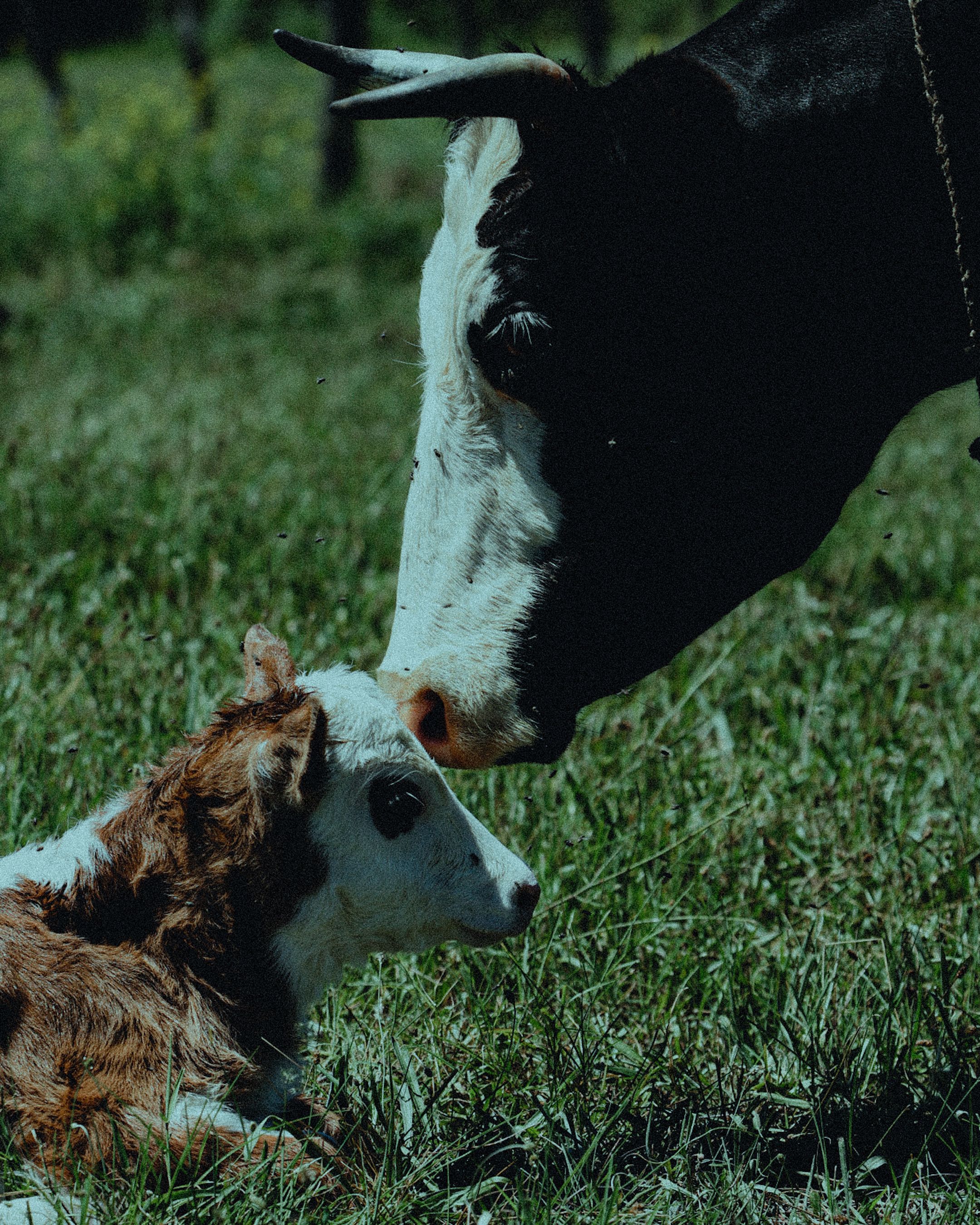Korean Cattle Photos, Download The BEST Free Korean Cattle Stock Photos ...