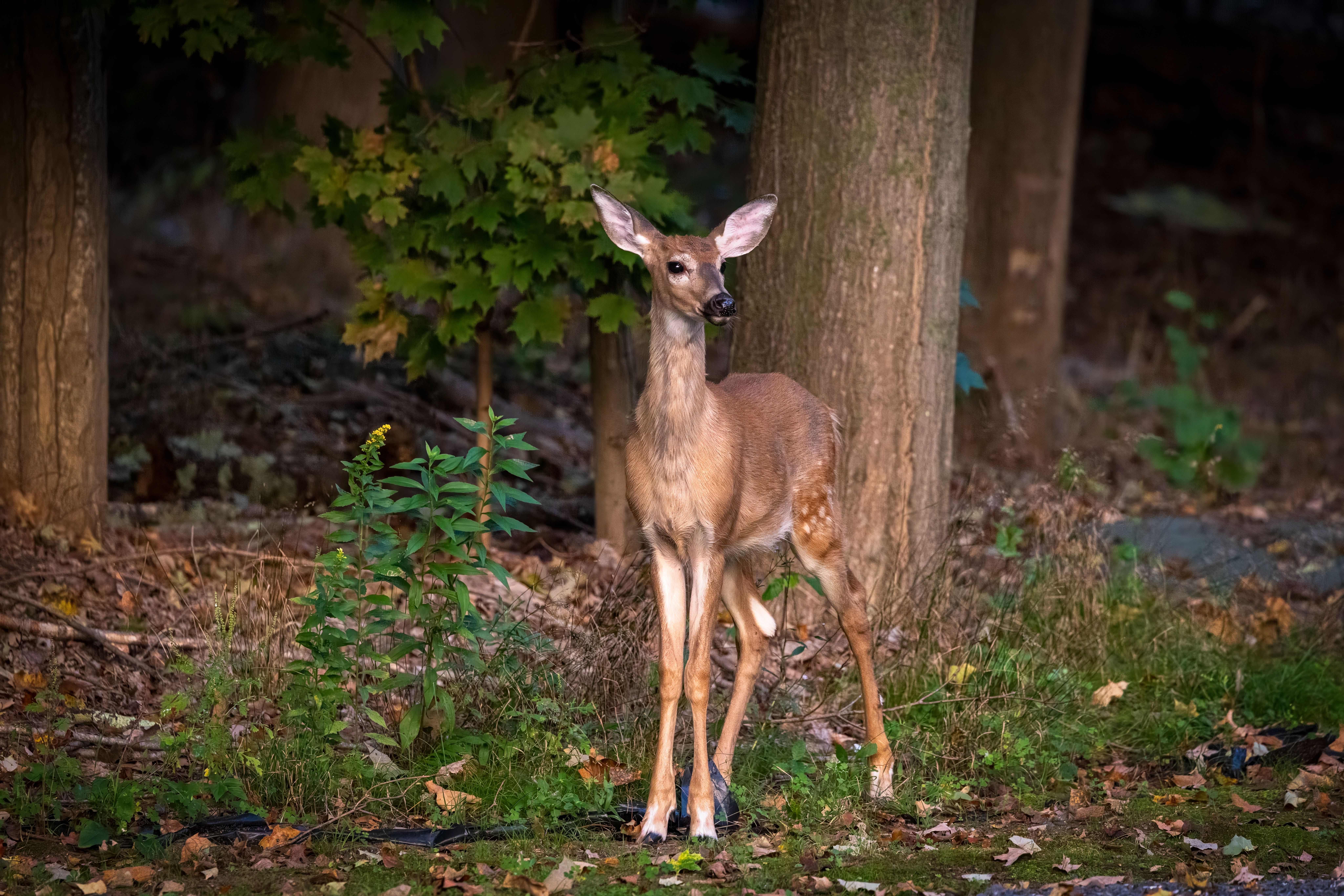 Deer Fawn in Forest · Free Stock Photo