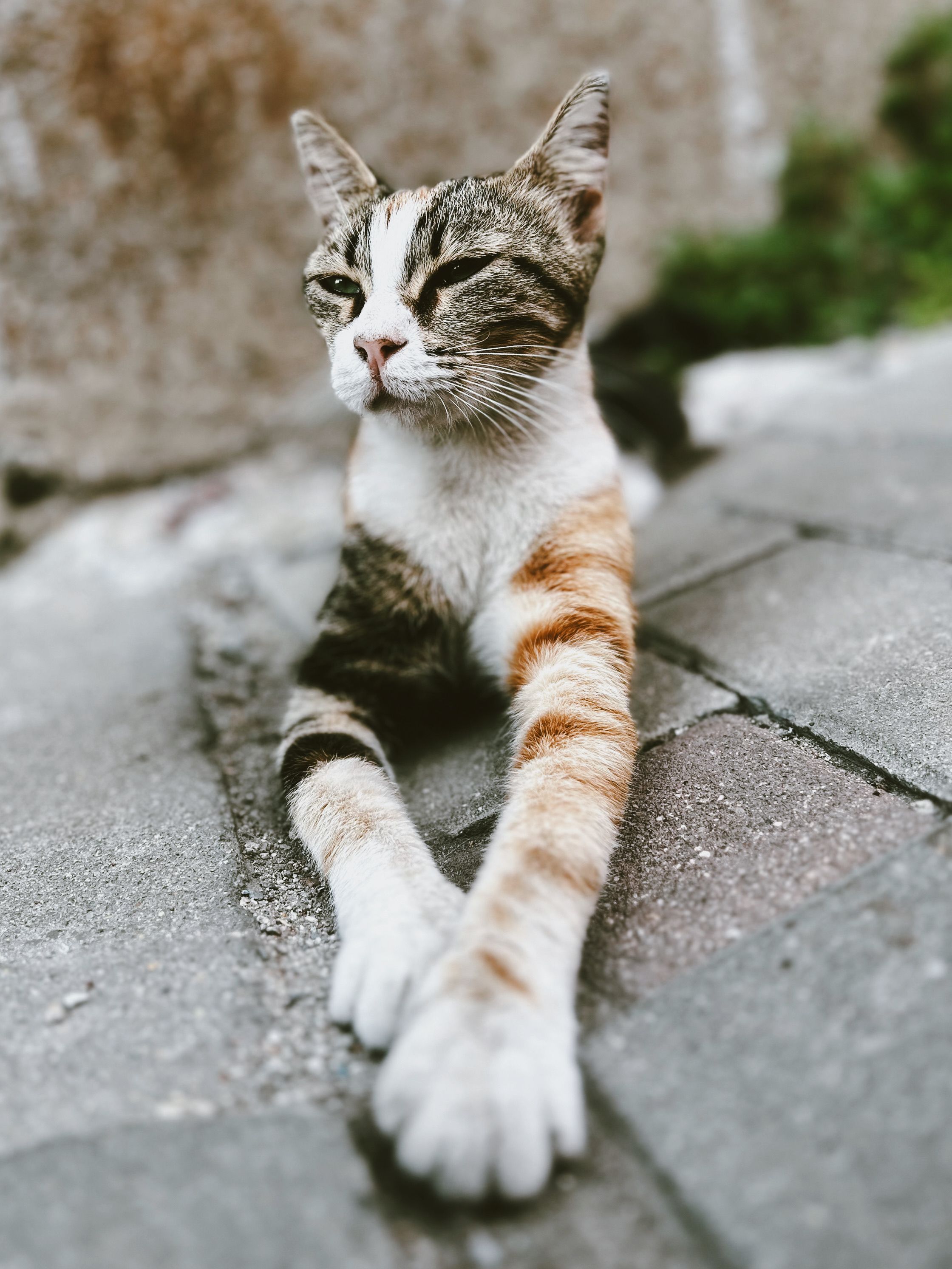 A cat laying down on the ground with its paws out · Free Stock Photo