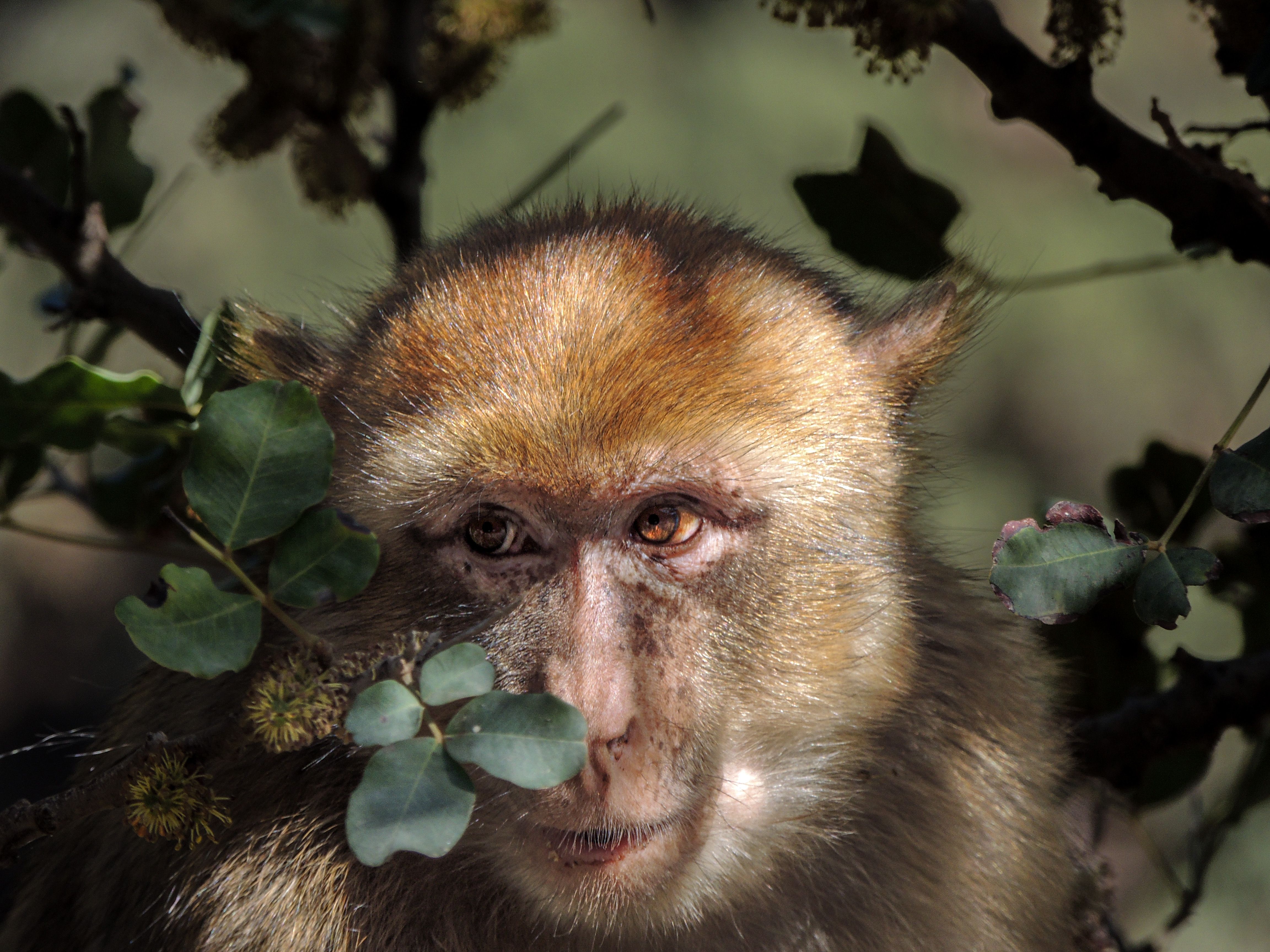 Close up of Monkey Head · Free Stock Photo