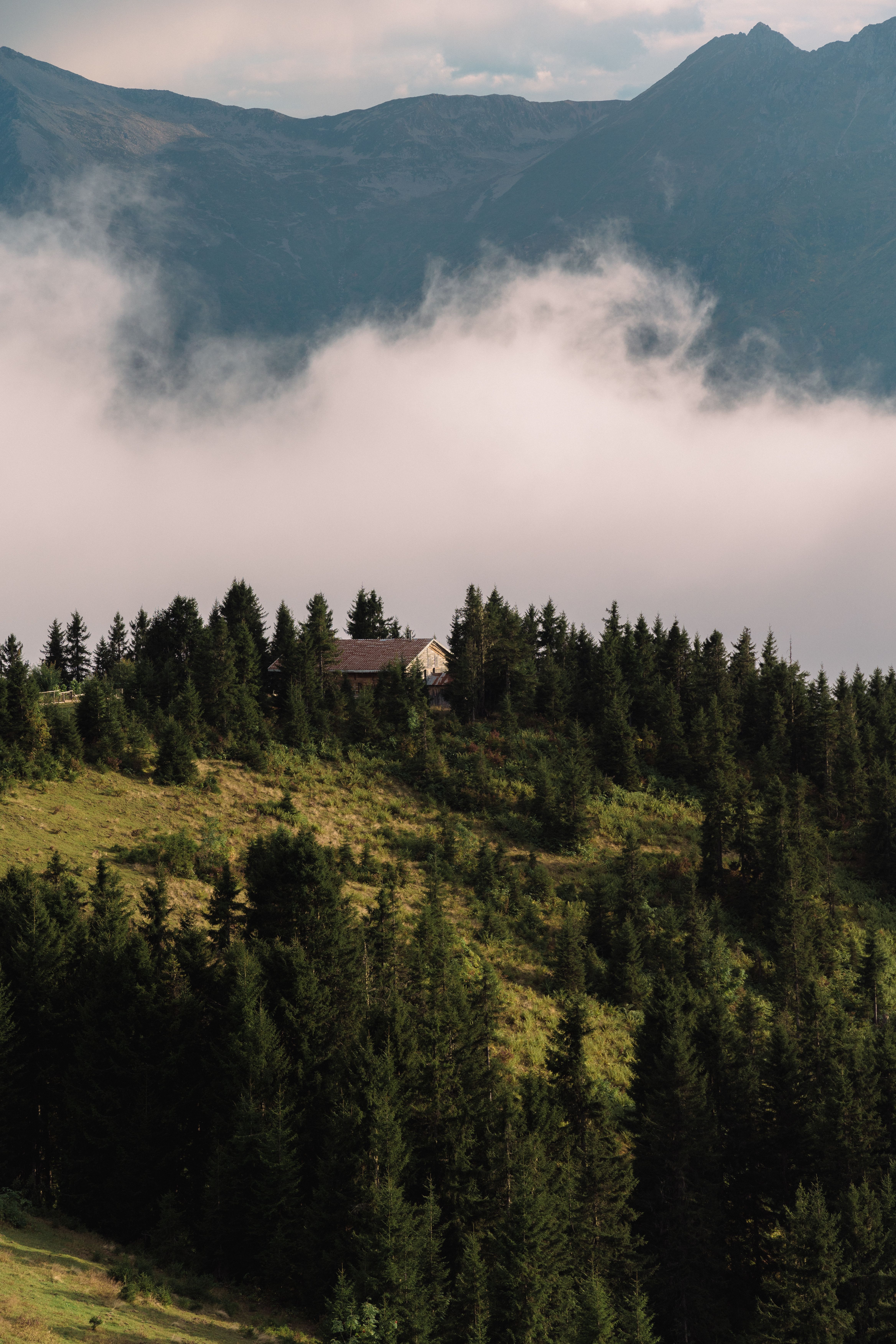 Green Trees in Forest on Hill · Free Stock Photo
