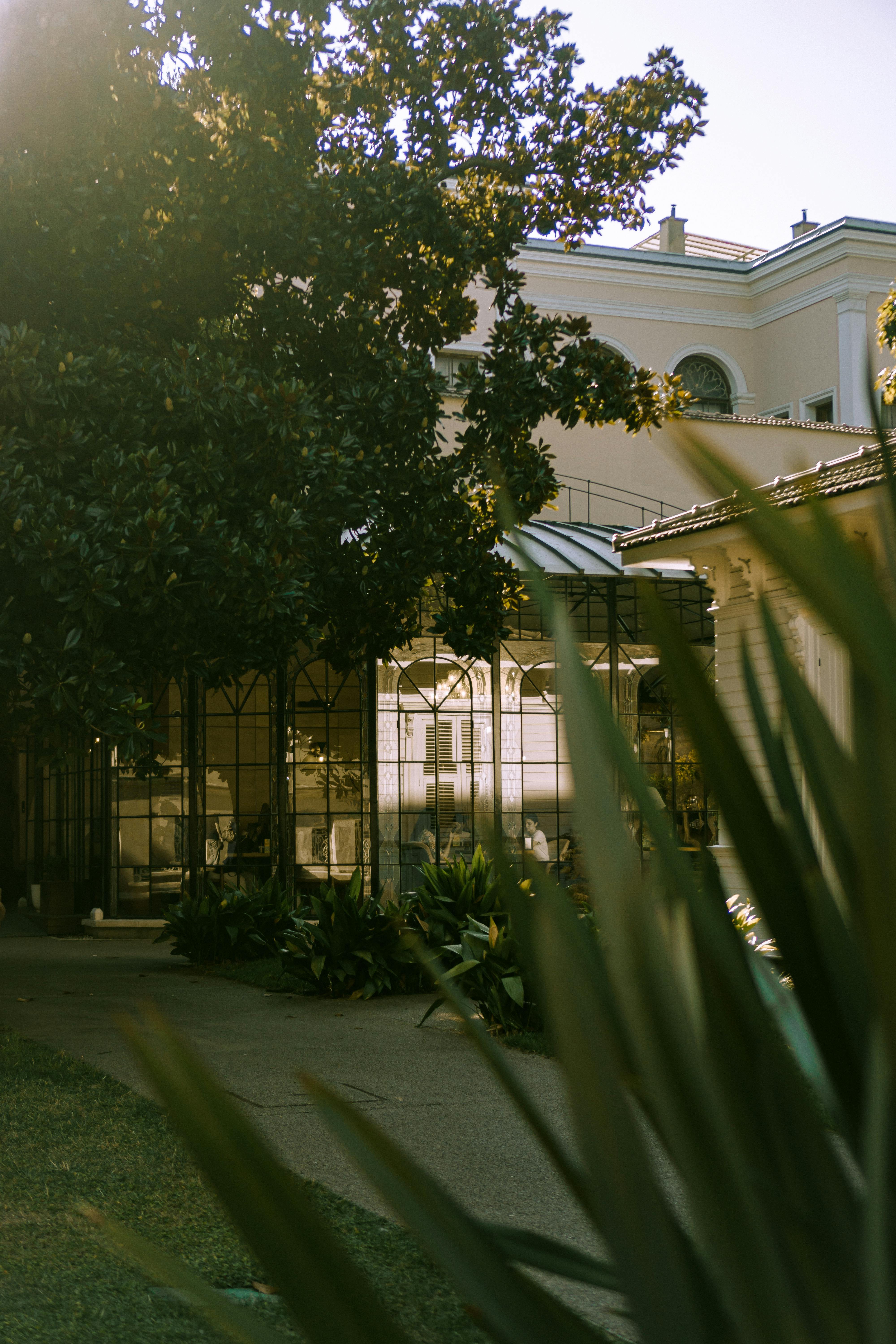 Tree near Building Windows · Free Stock Photo