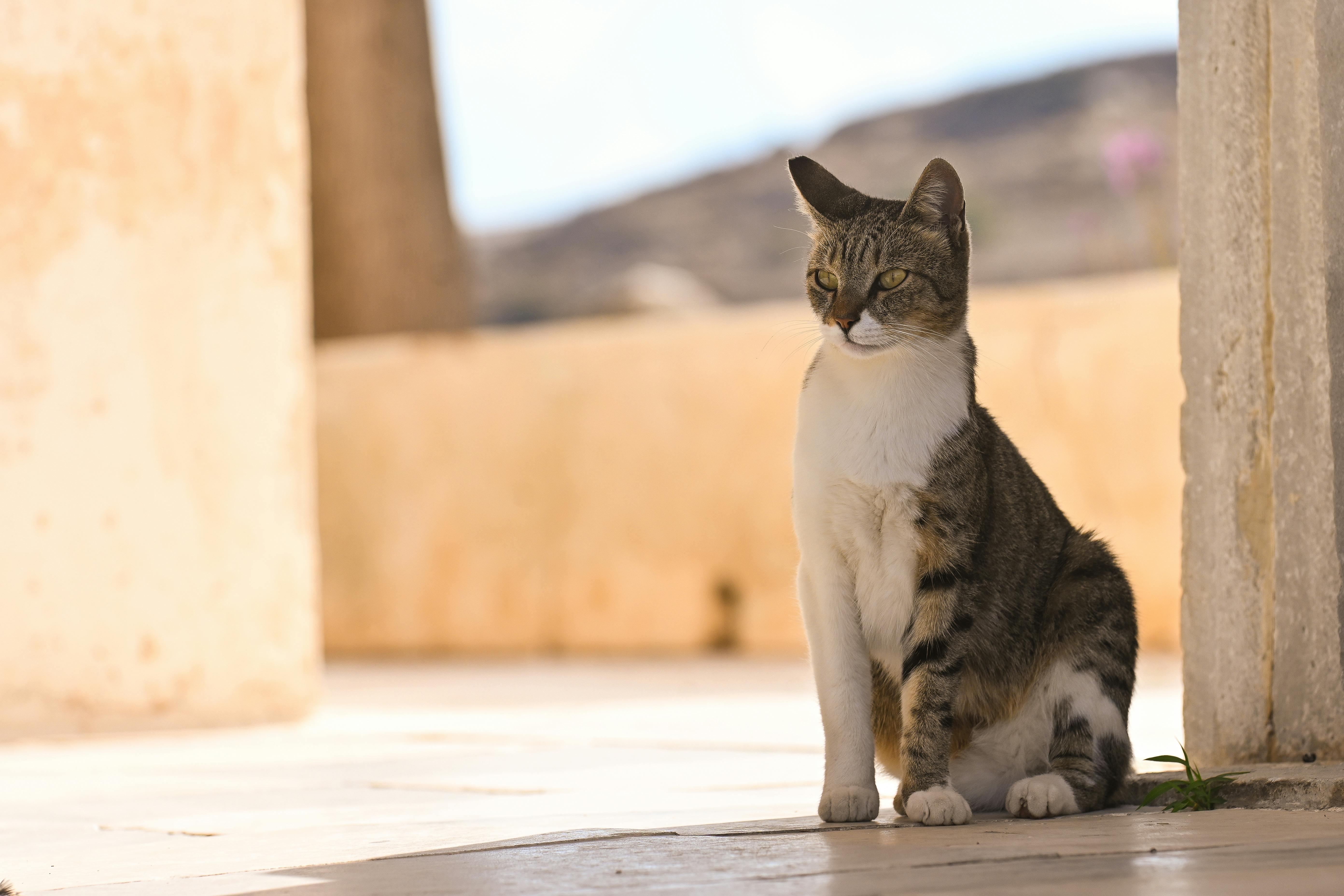 Cat on City Street · Free Stock Photo