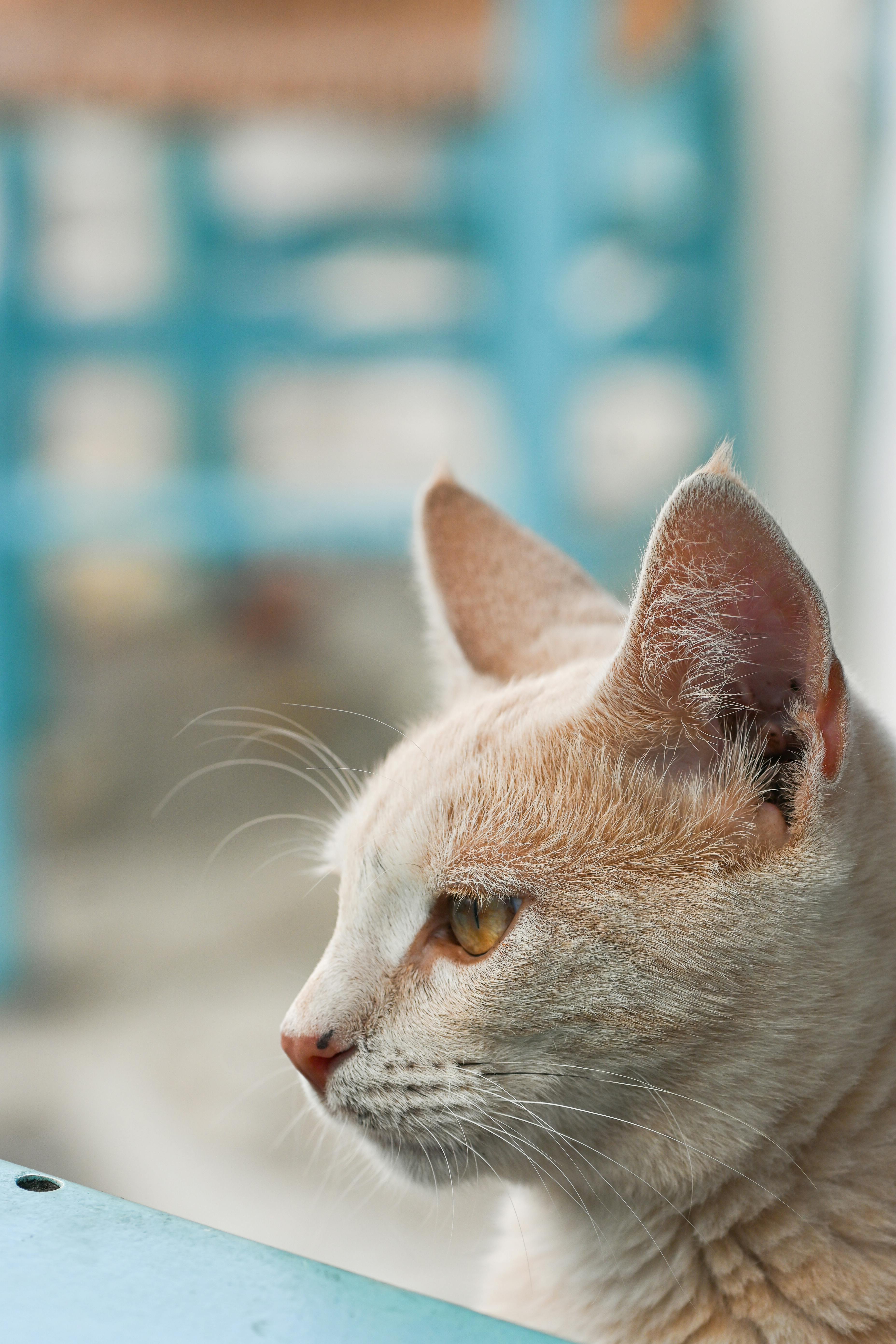Head of Cat · Free Stock Photo