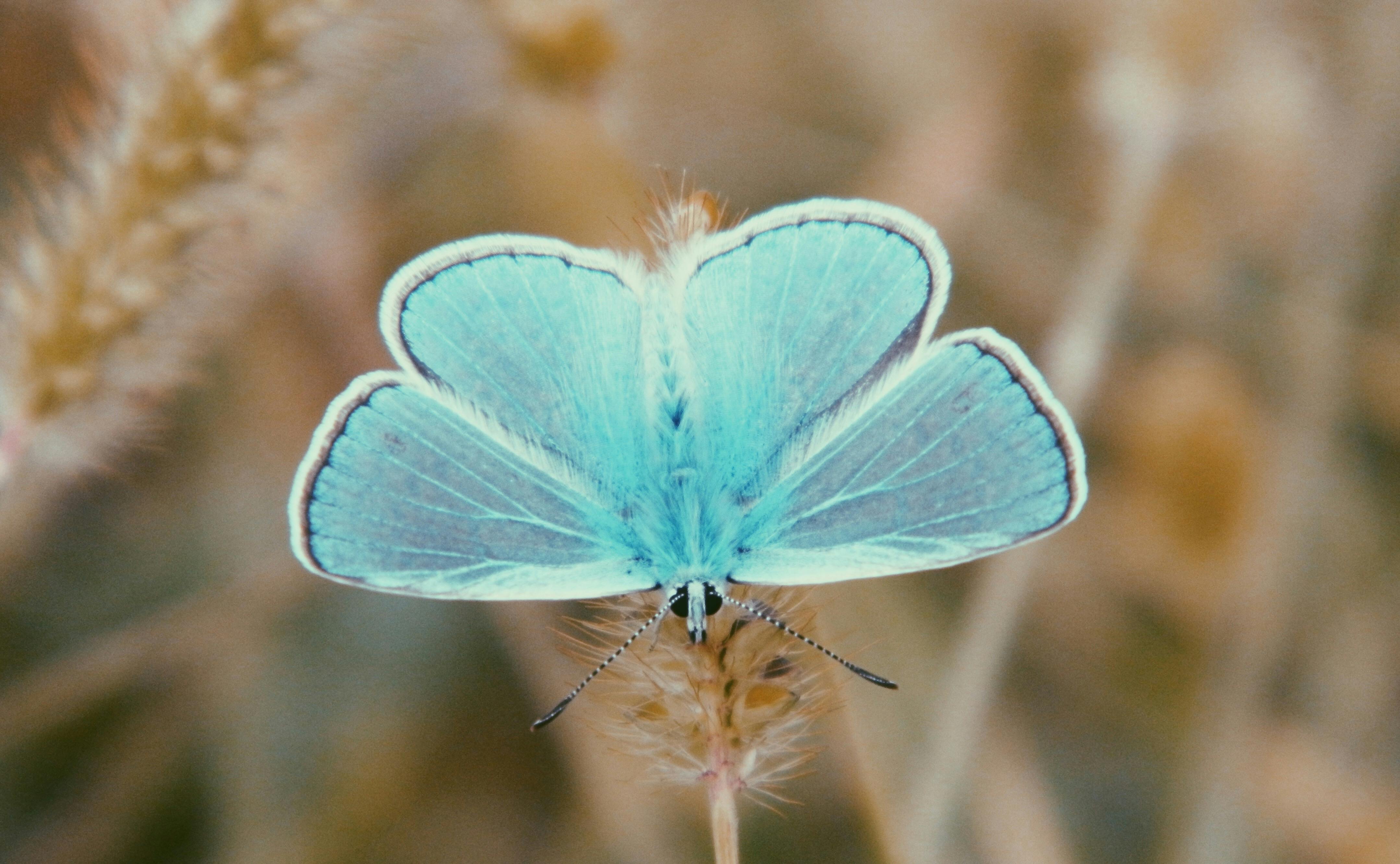 Buterfly Photos, Download The BEST Free Buterfly Stock Photos & HD Images