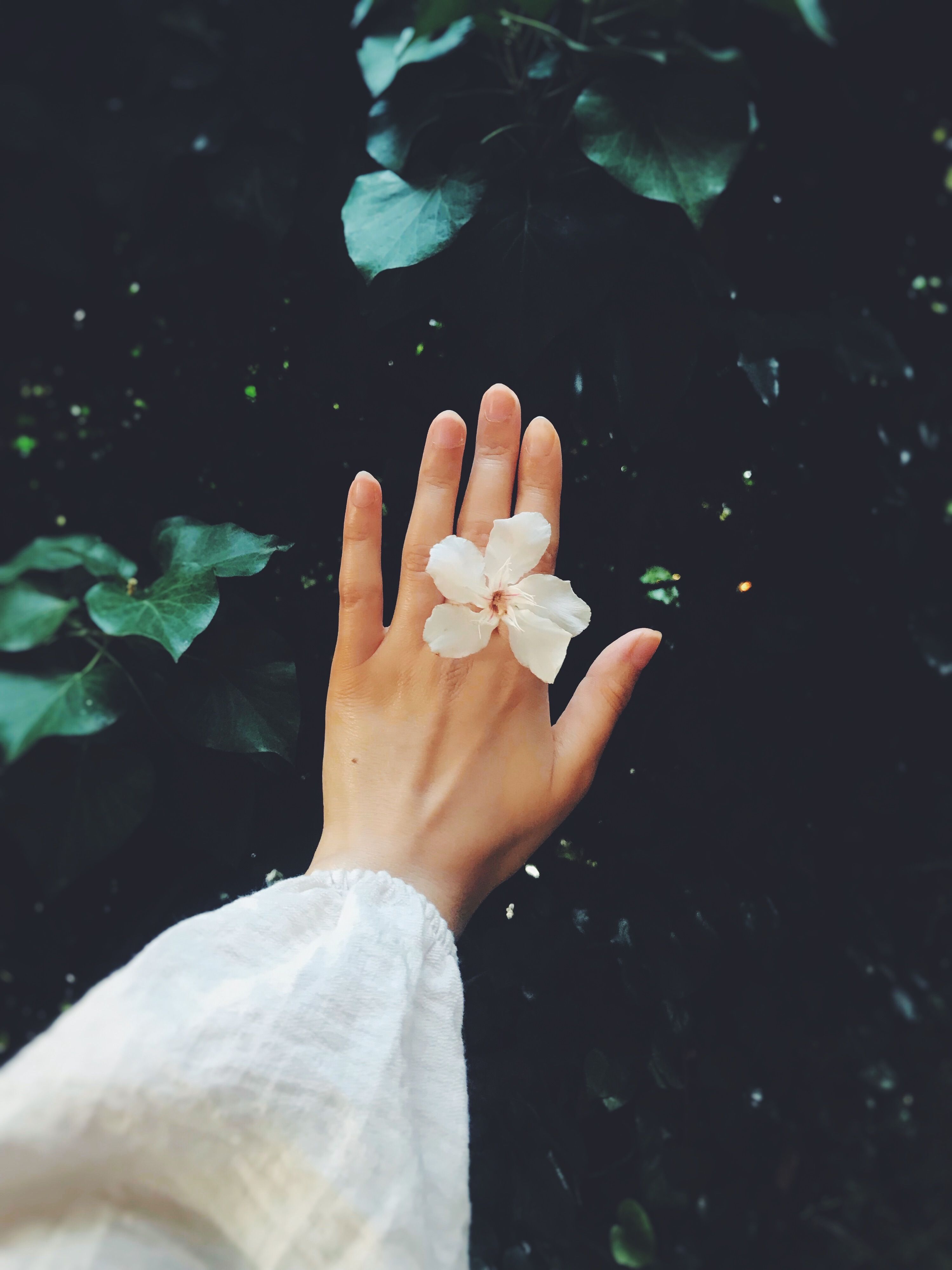 Hand Touching Delicate Flower · Free Stock Photo