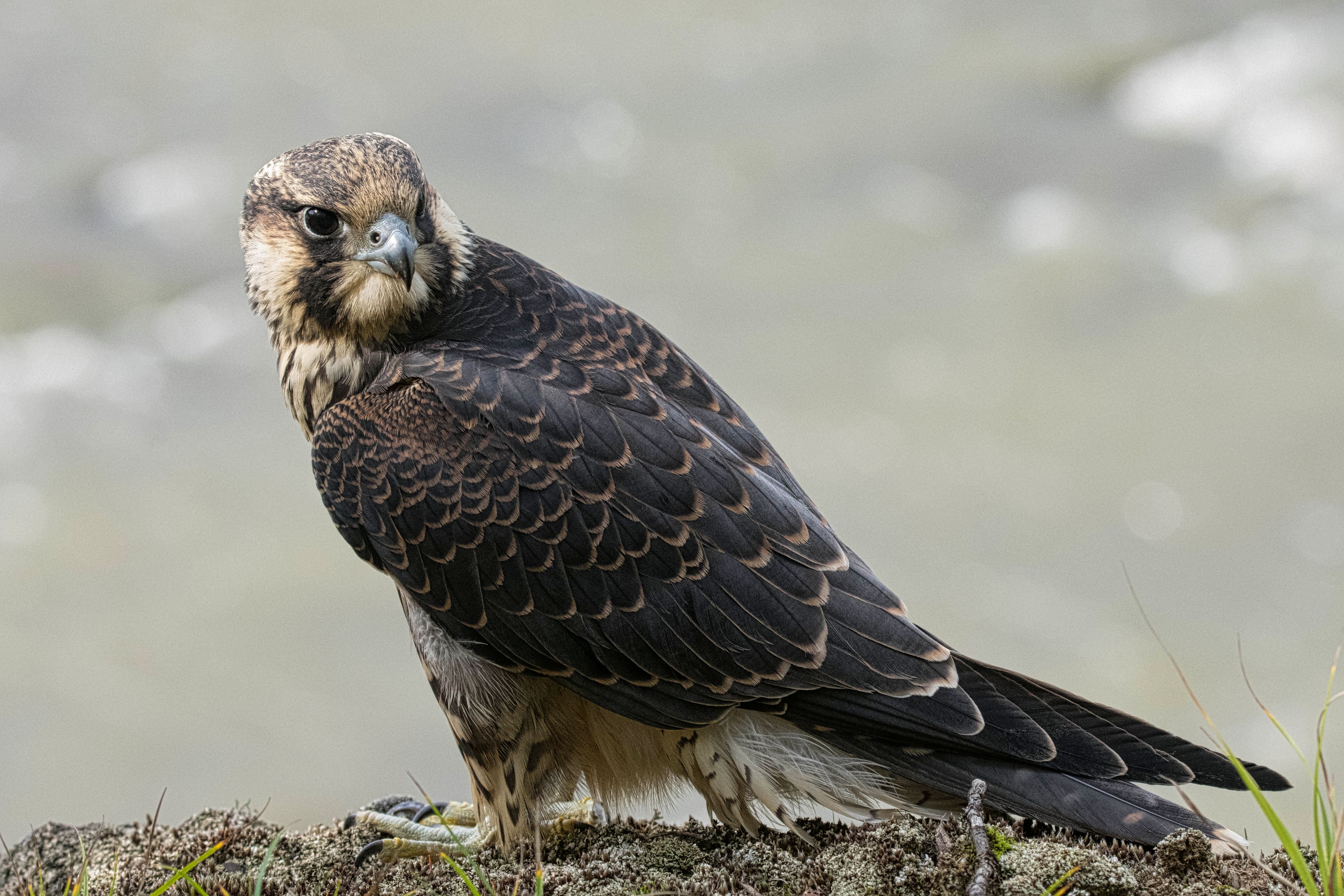 Falcon Sitting by the Shore · Free Stock Photo