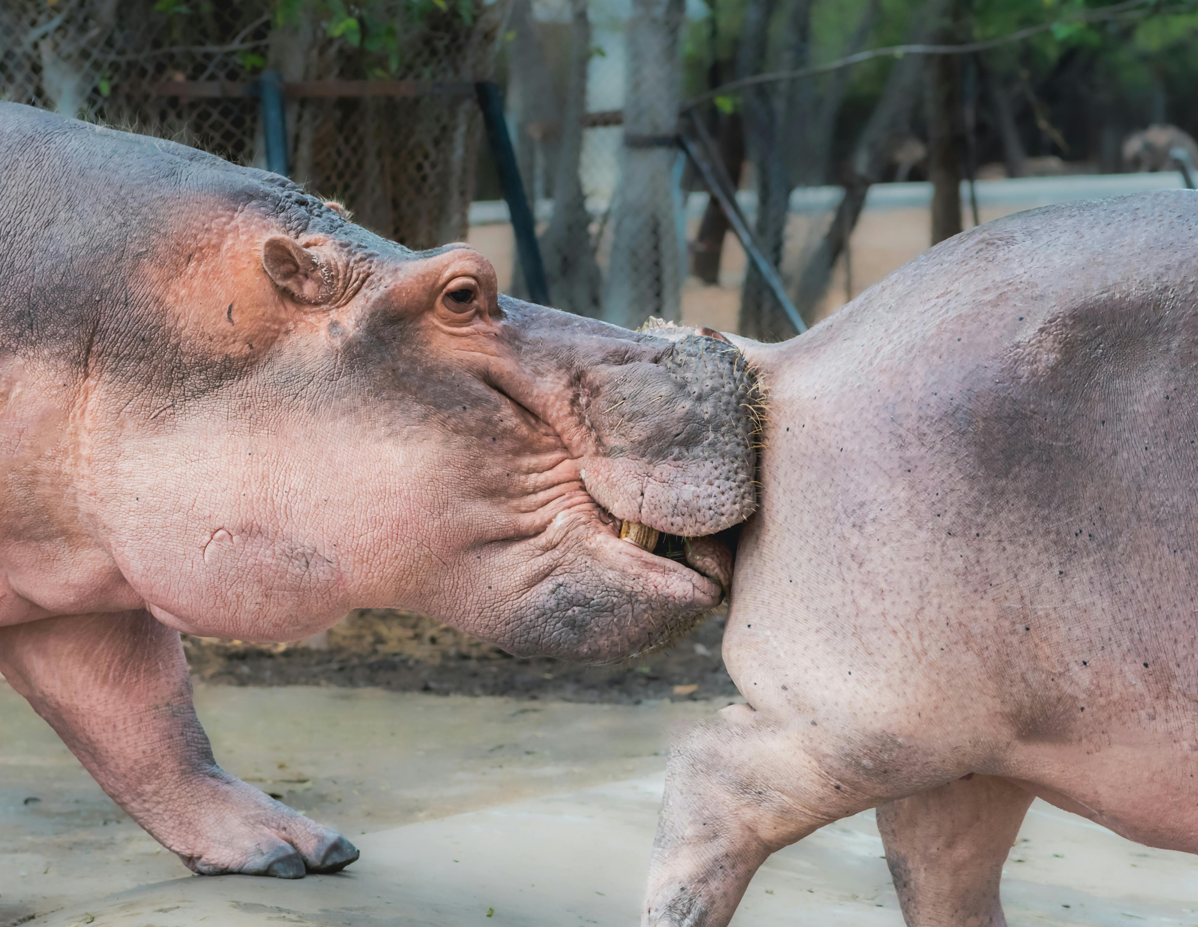 Close-up of the Head of a Hippopotamus Licking Another Hippo Rump in a ...
