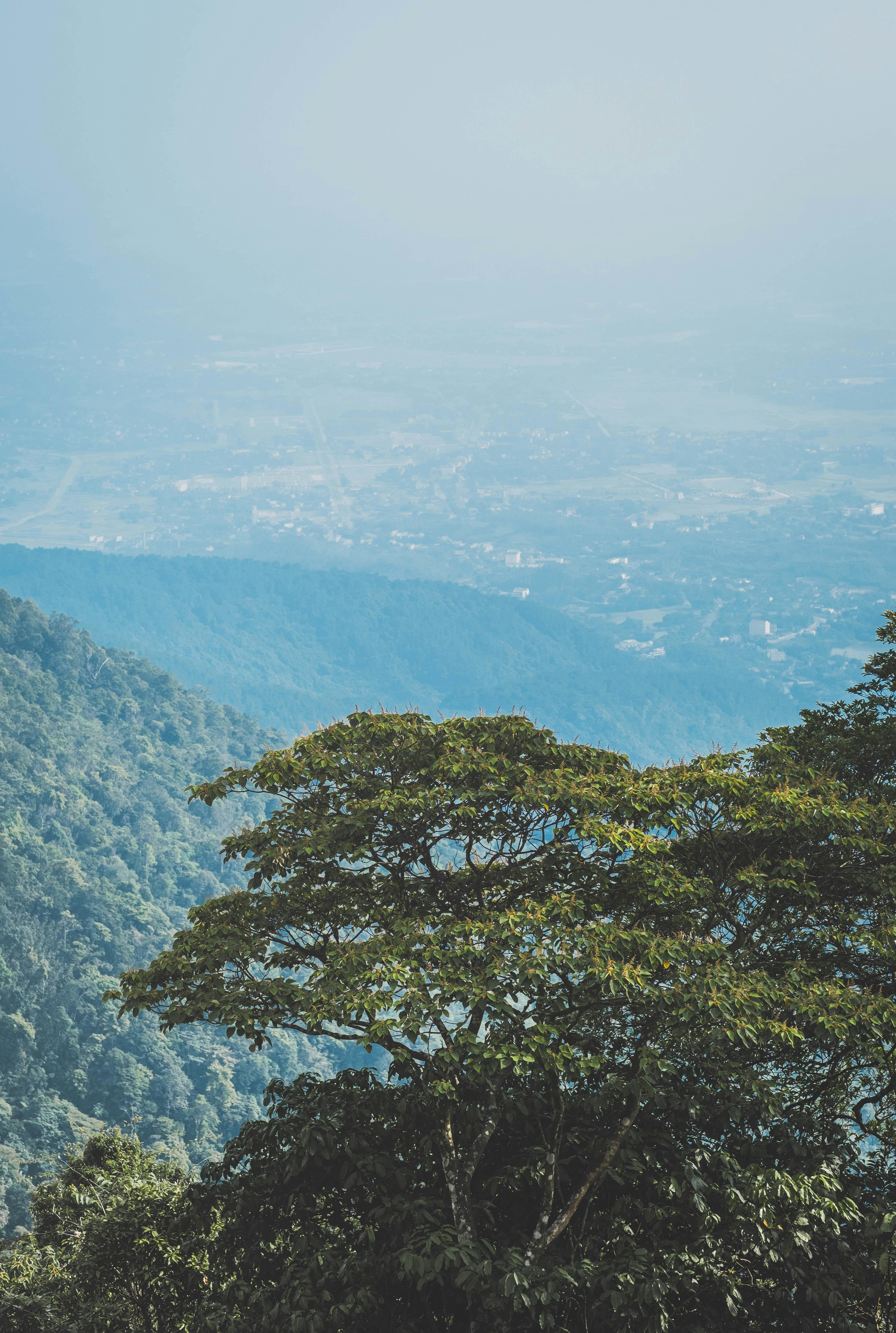 Trees Front View Photos, Download The BEST Free Trees Front View Stock ...