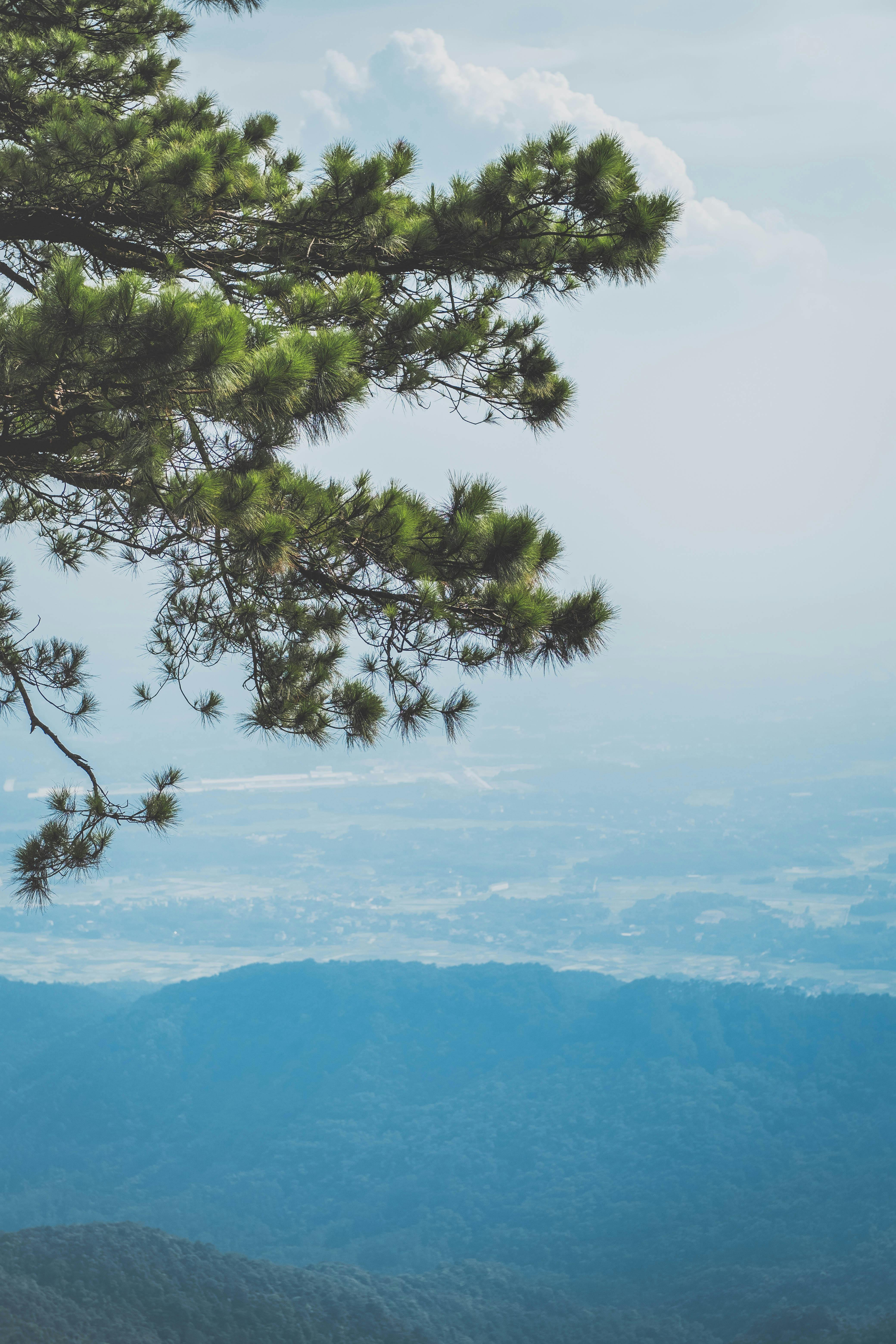 Mountain View With Tree Photos, Download The BEST Free Mountain View ...