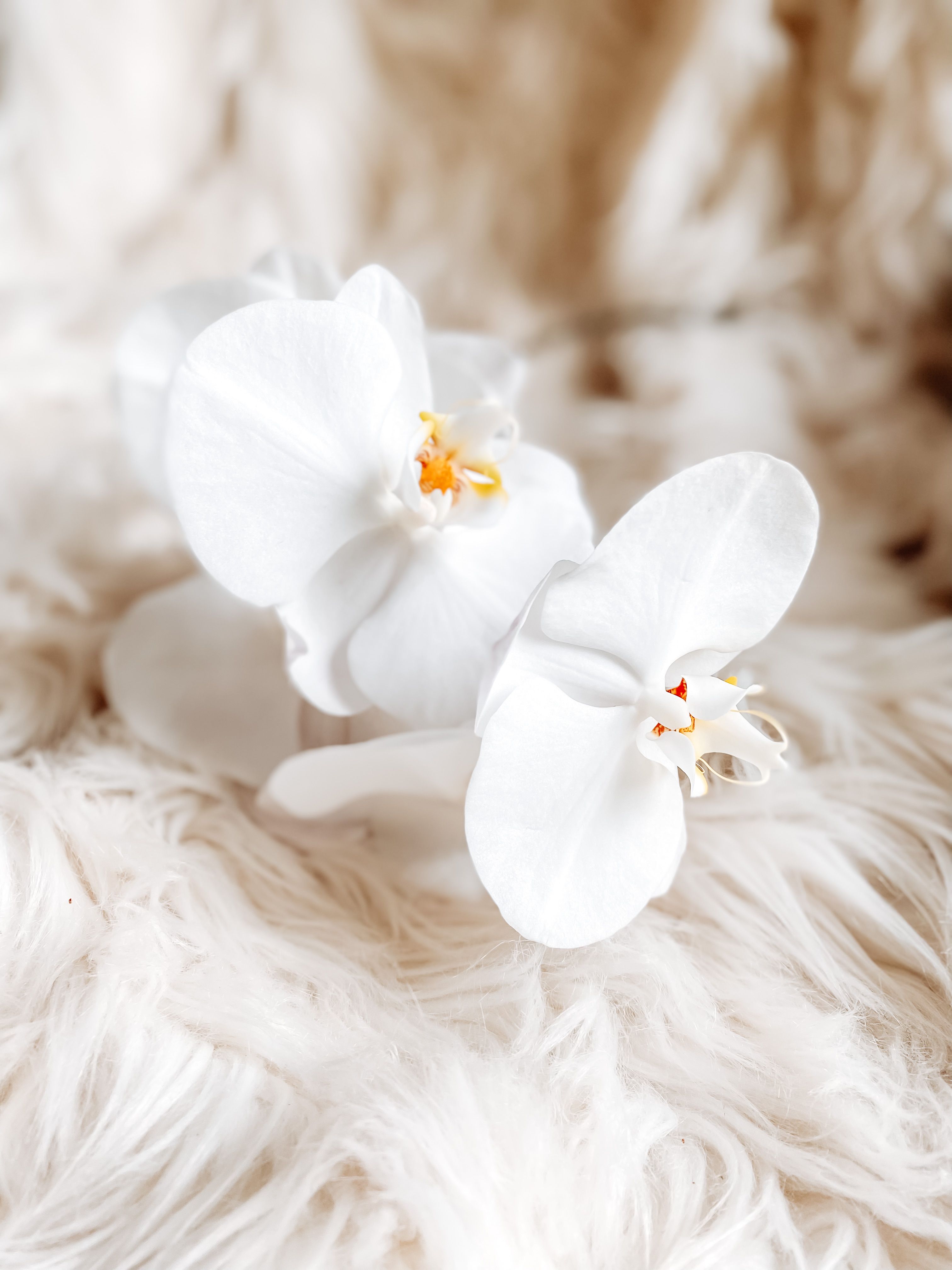 White Orchid Flowers Wallpaper Close Up Of White Flowers · Free Stock