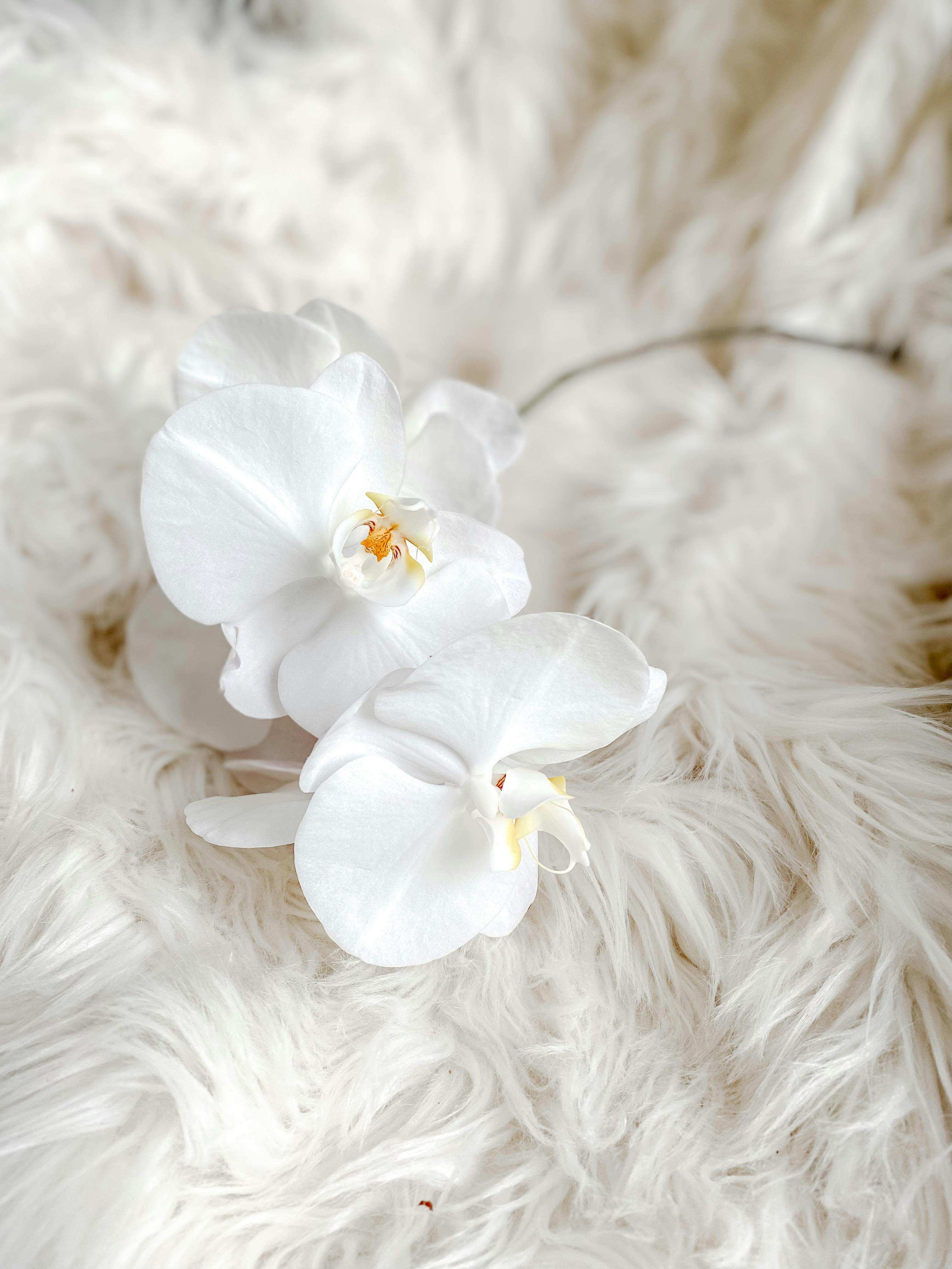 Fluffy With Flowers Background Photos, Download The BEST Free Fluffy ...