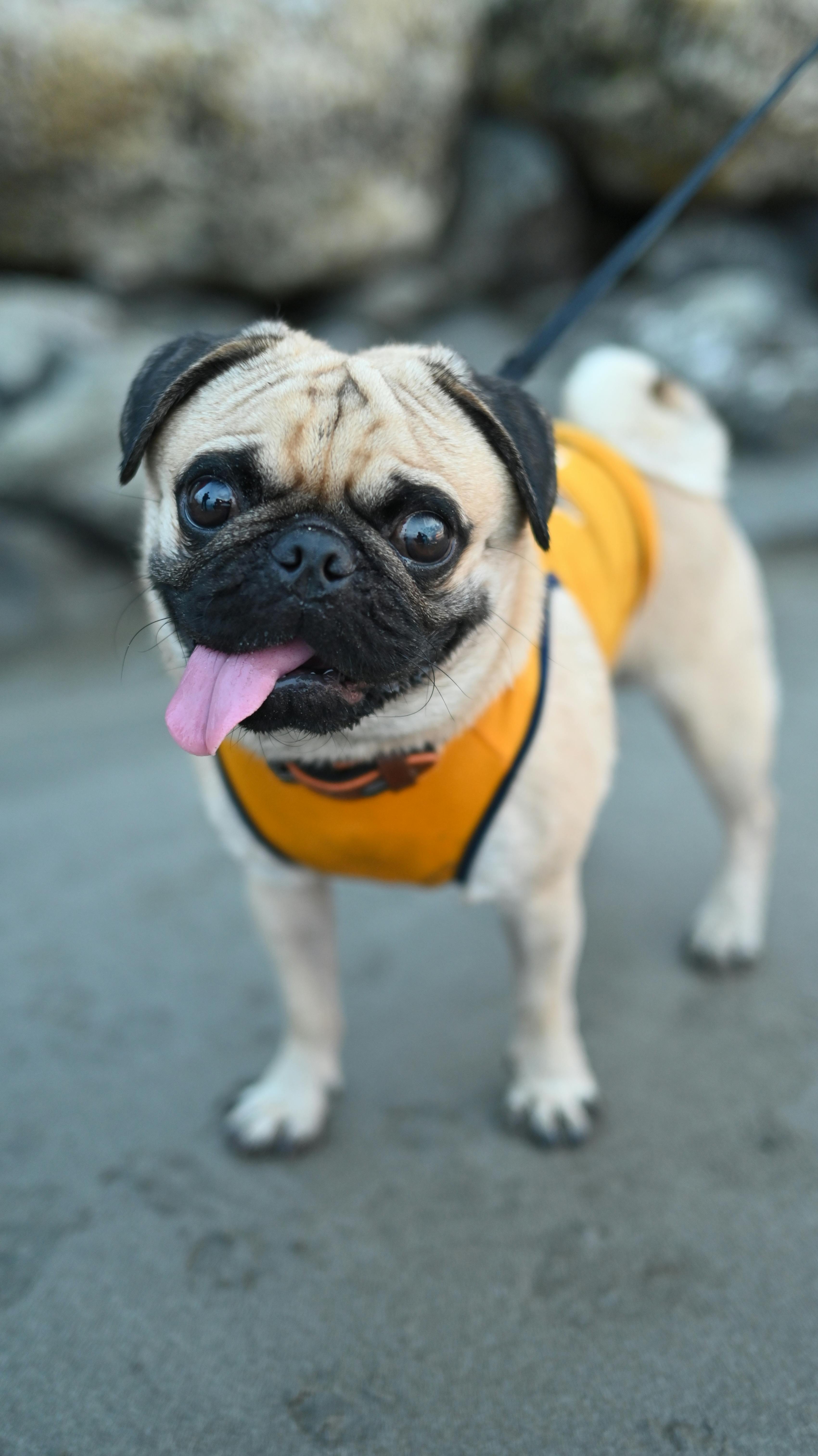 Naruto Pug Photos, Download The BEST Free Naruto Pug Stock Photos & HD ...