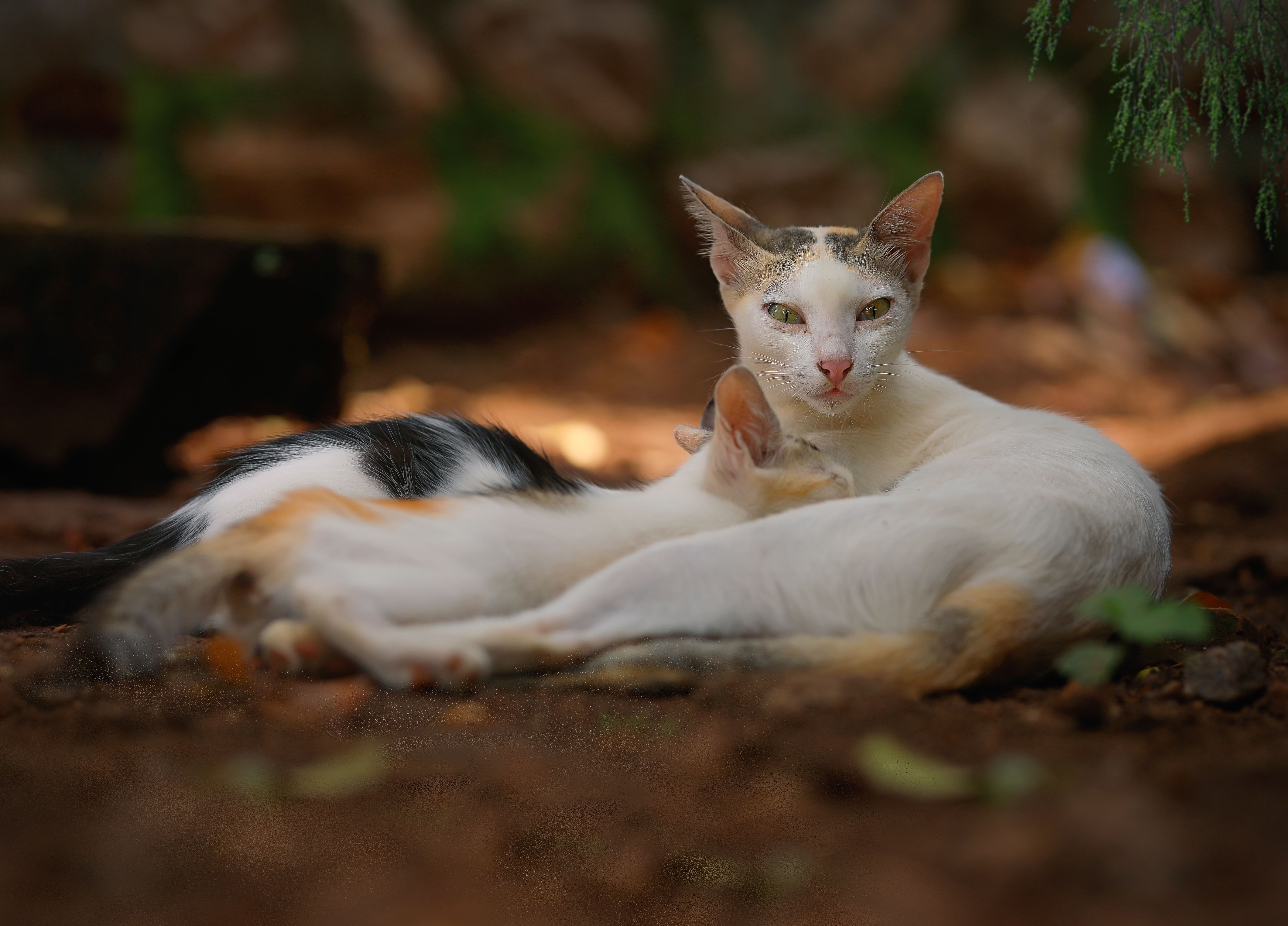 Desktop Wallpaper Cats Photos, Download The BEST Free Desktop Wallpaper ...