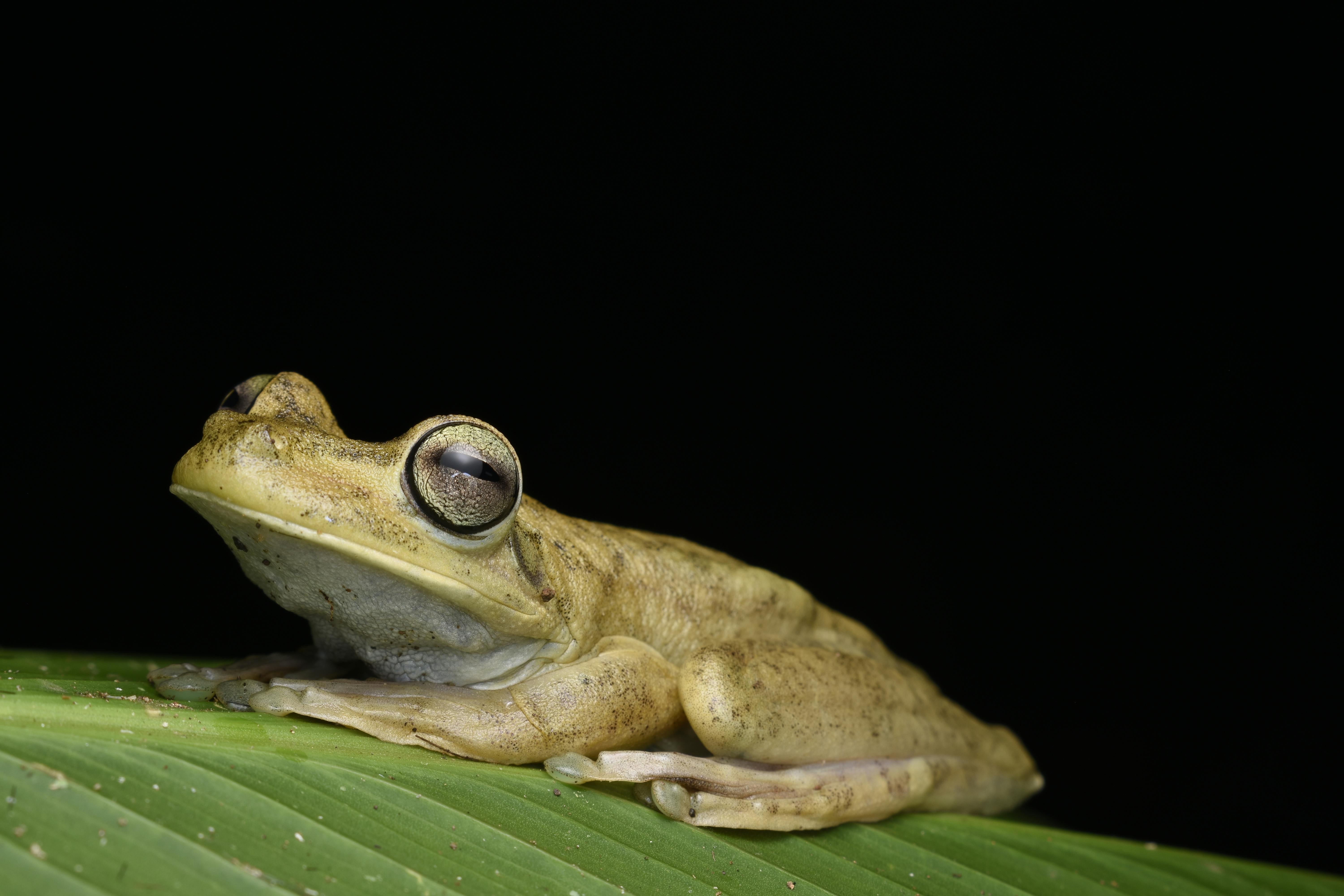Foto profissional gratuita de agalychnis saltator, américa central ...