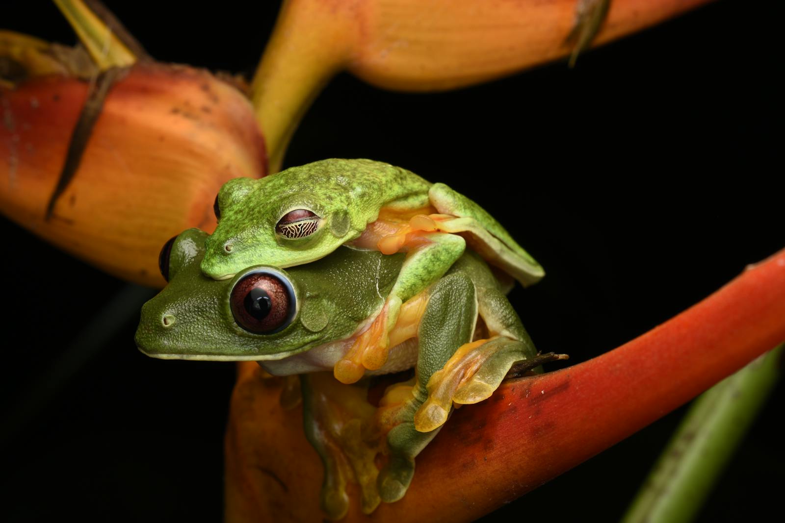 Gliding Tree Frogs Photos, Download The BEST Free Gliding Tree Frogs ...