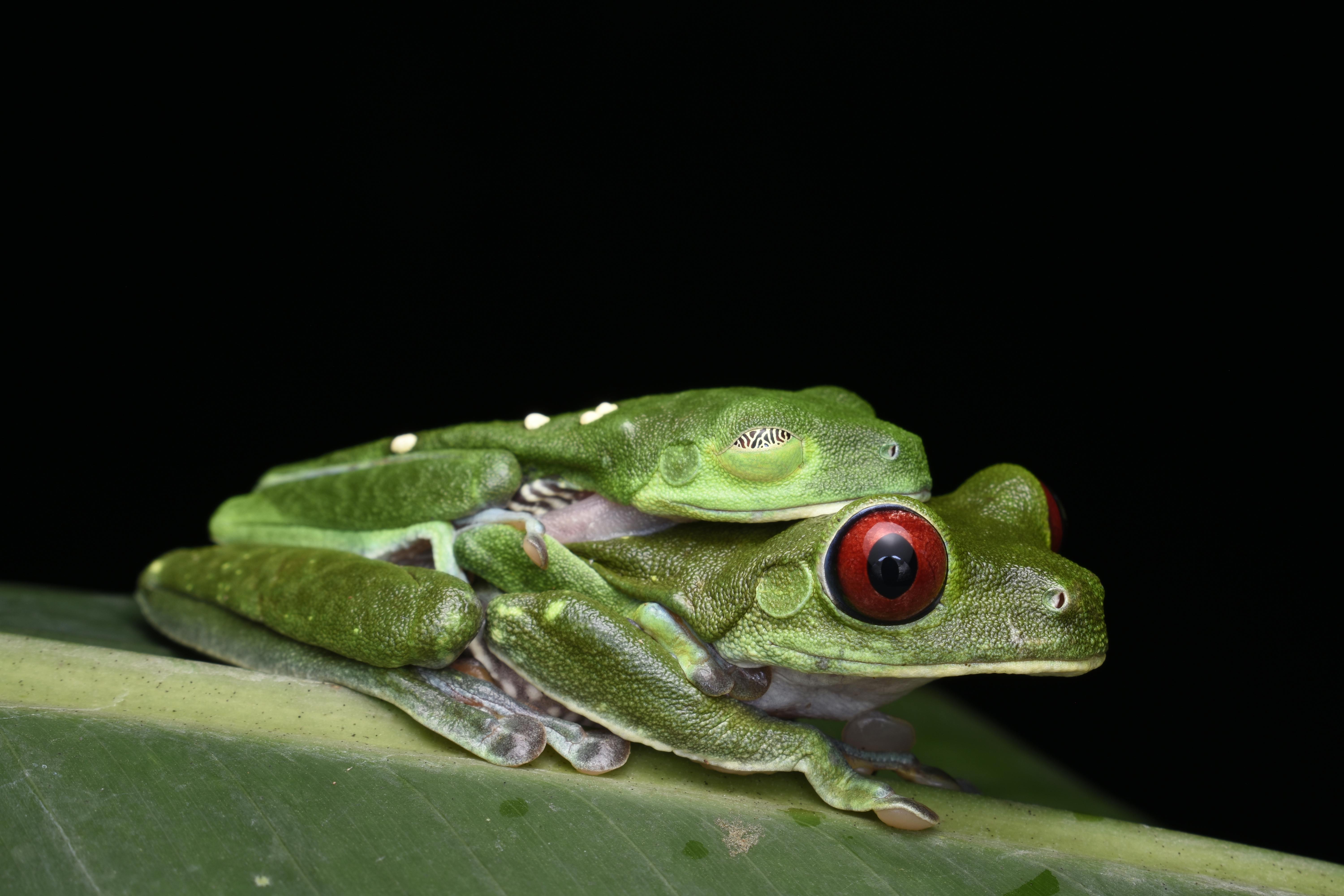 Photo gratuite de agalychnis callidryas, amérique centrale, amphibien ...