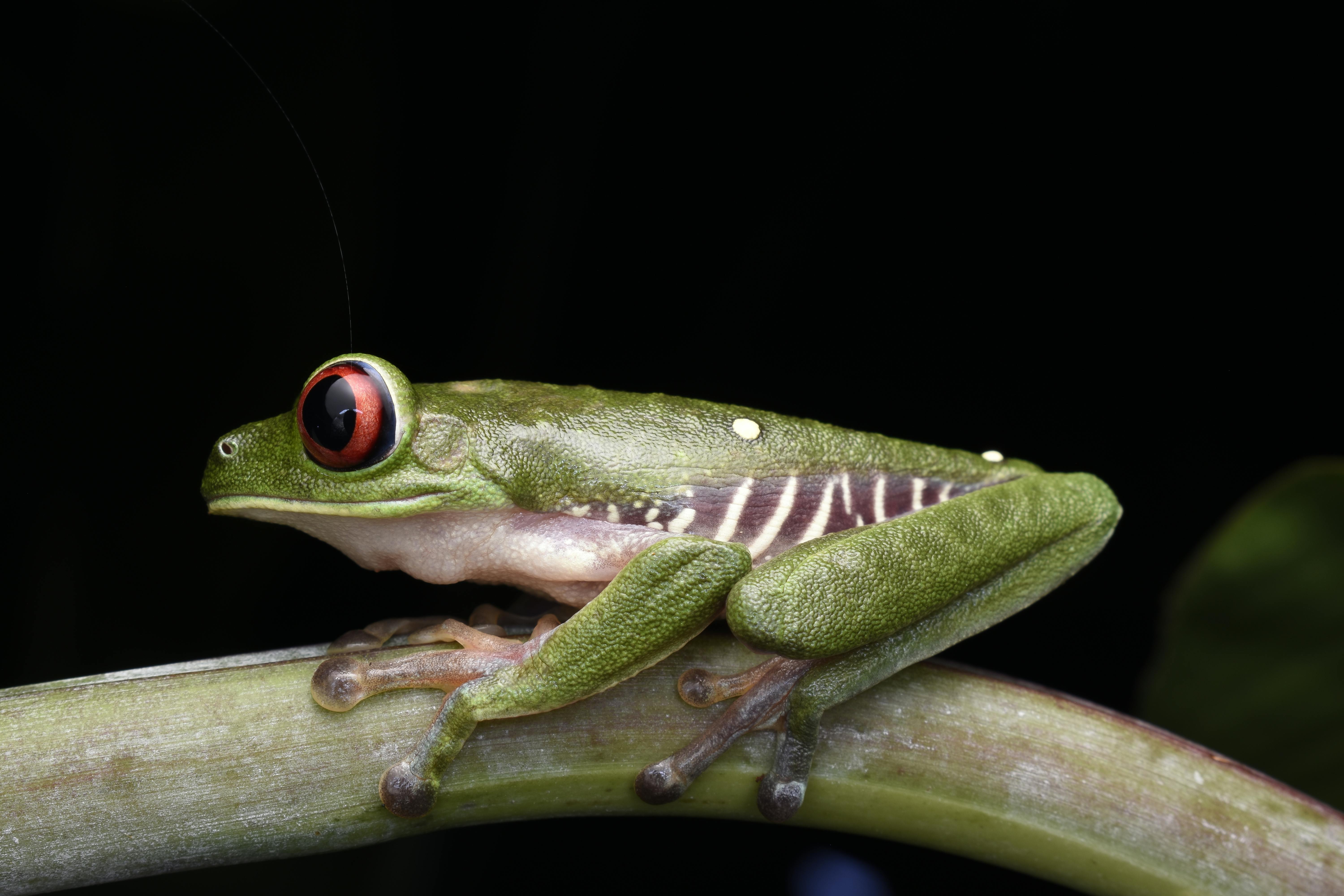 Green Frog on Person's Hand · Free Stock Photo