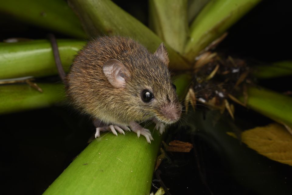 Caring for Hairless Rats as Pets: Essential Guide and Tips