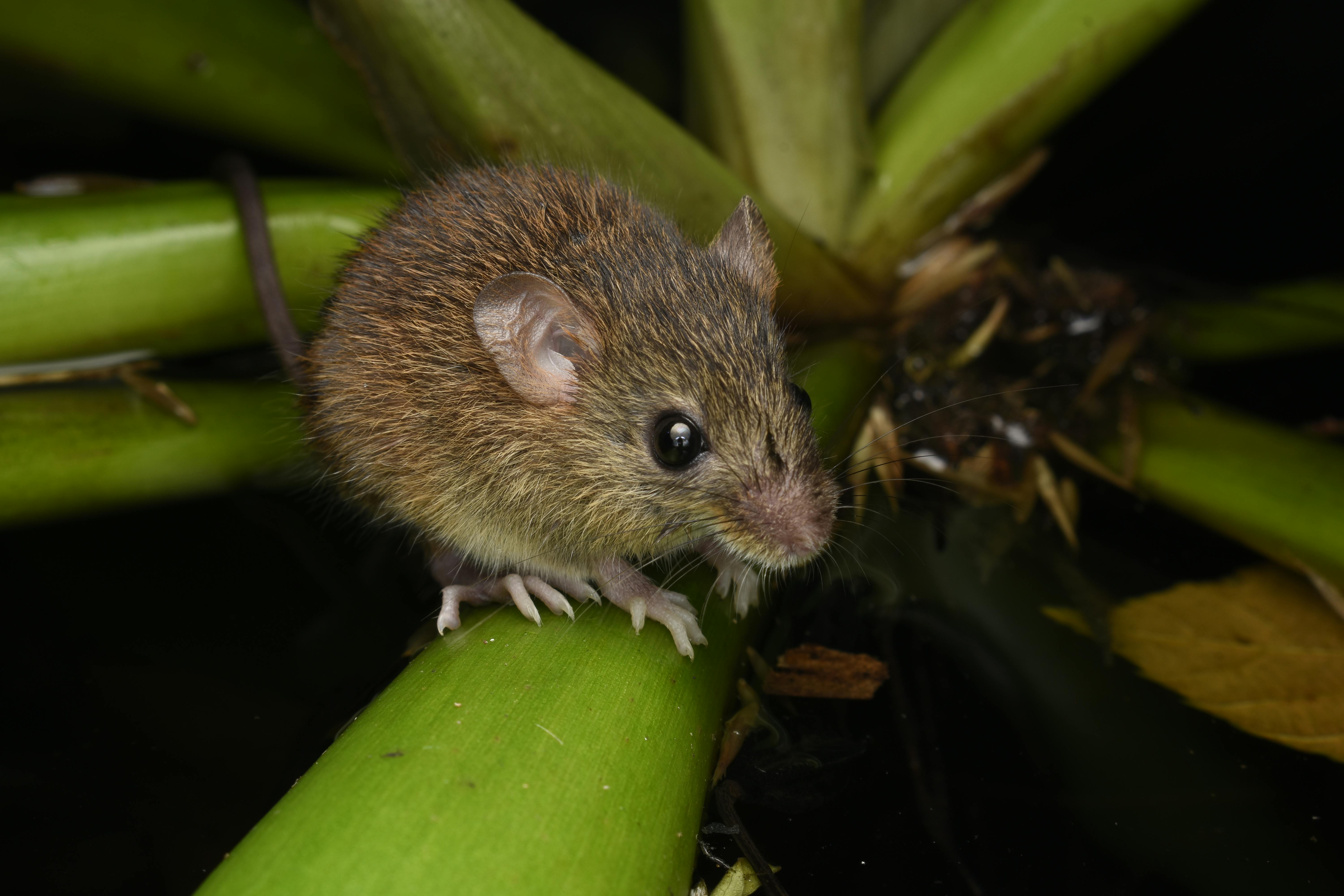 Tilt Shift Photography of Brown and Gray Hedgehog · Free Stock Photo