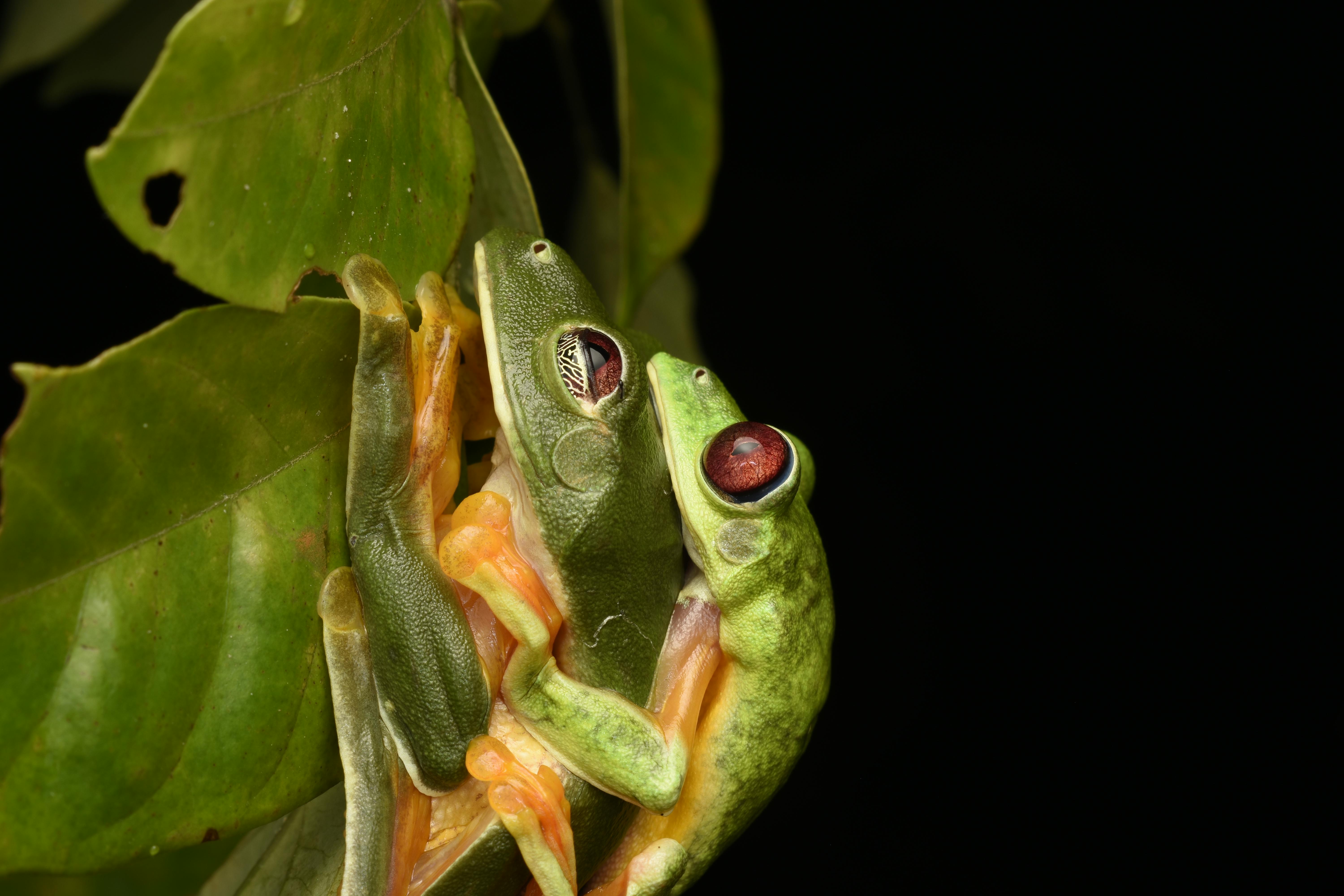 Mating Red-Eyed Tree Frogs · Free Stock Photo