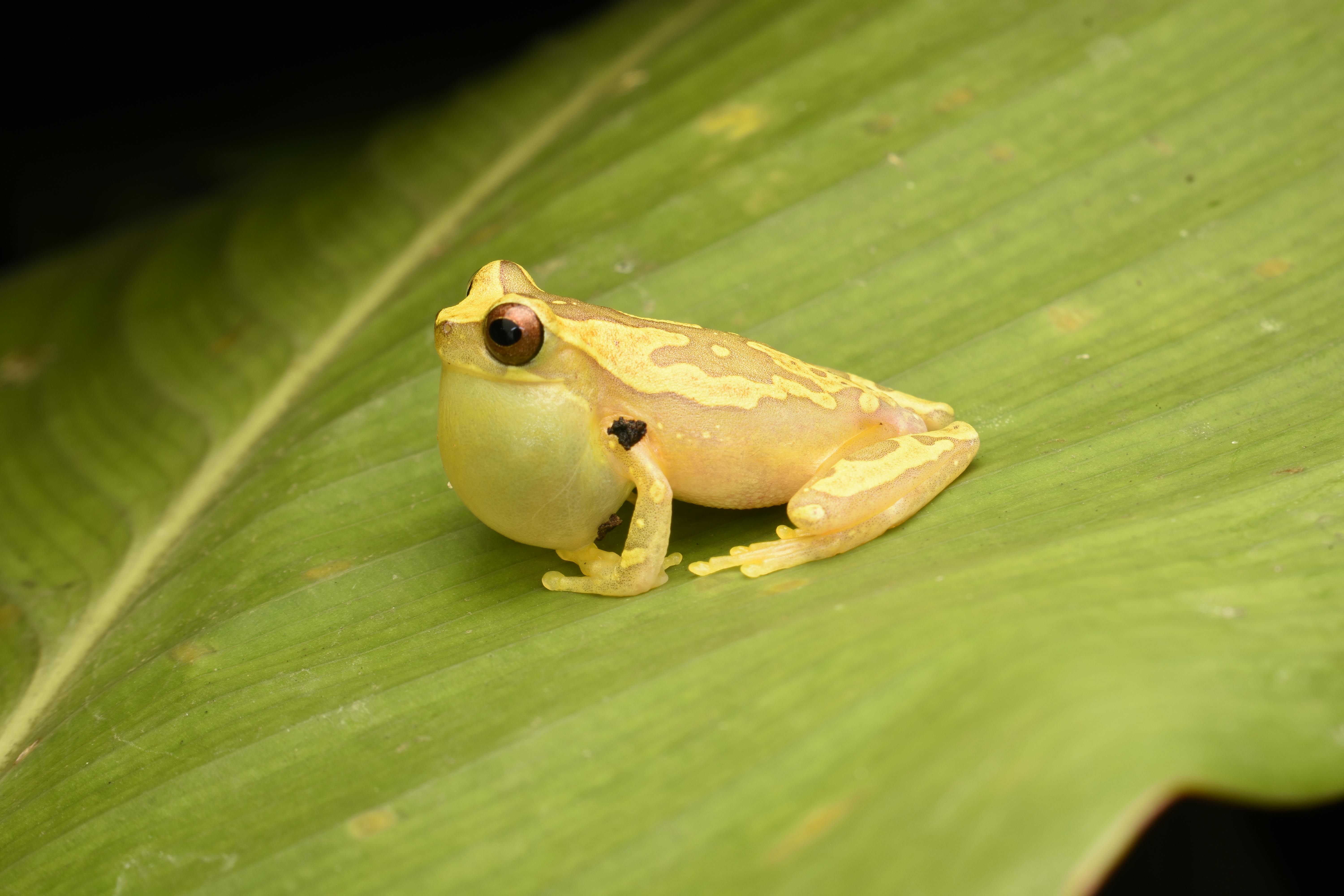 Yellow Tree Frog with Inflated Vocal Sac · Free Stock Photo