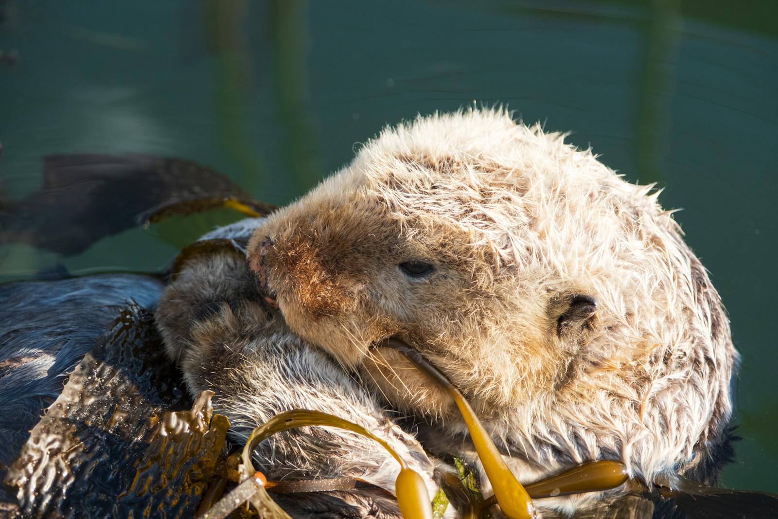 Beaver Photos, Download The BEST Free Beaver Stock Photos & HD Images