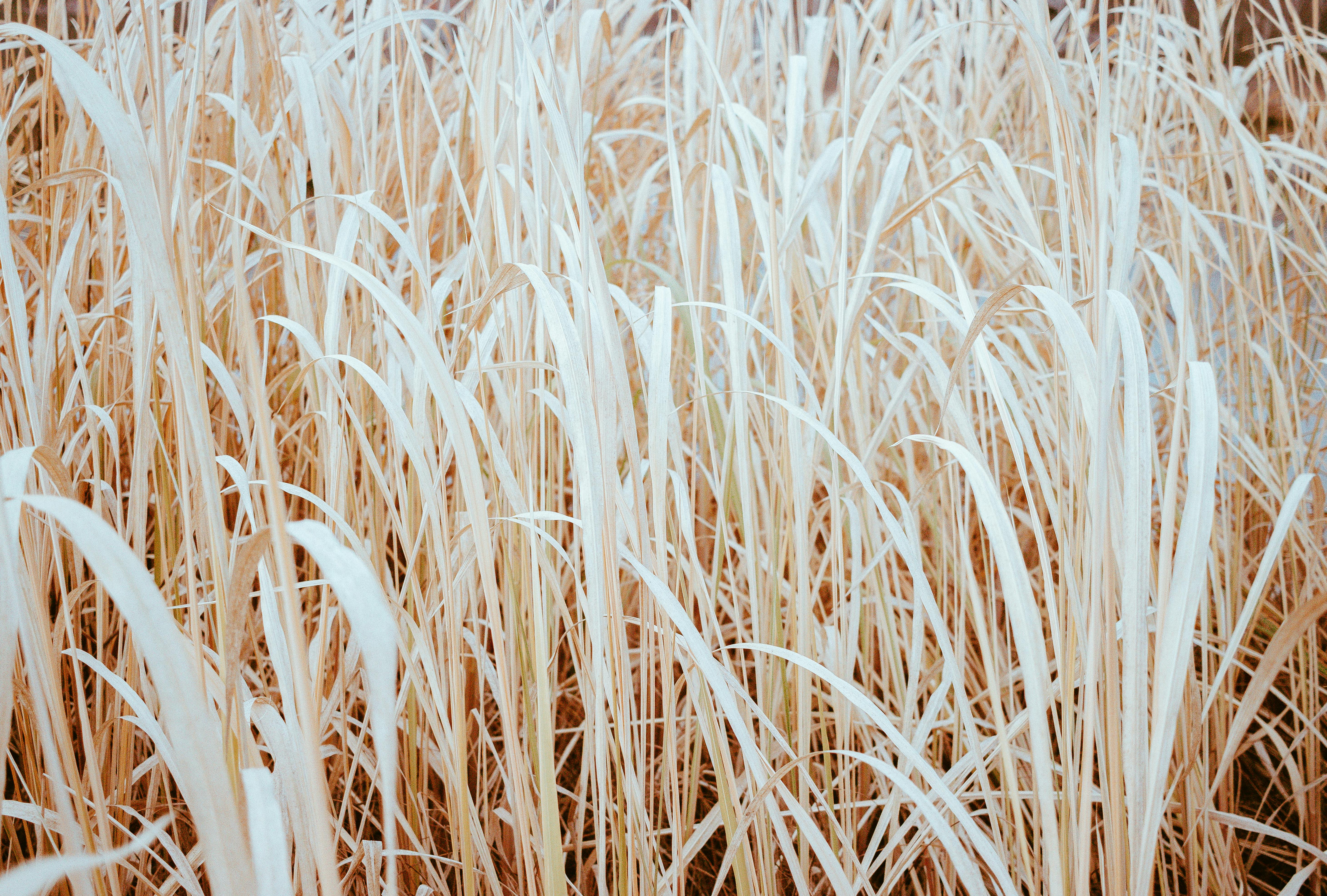 Yellow Blades of Dried Reeds in the River · Free Stock Photo