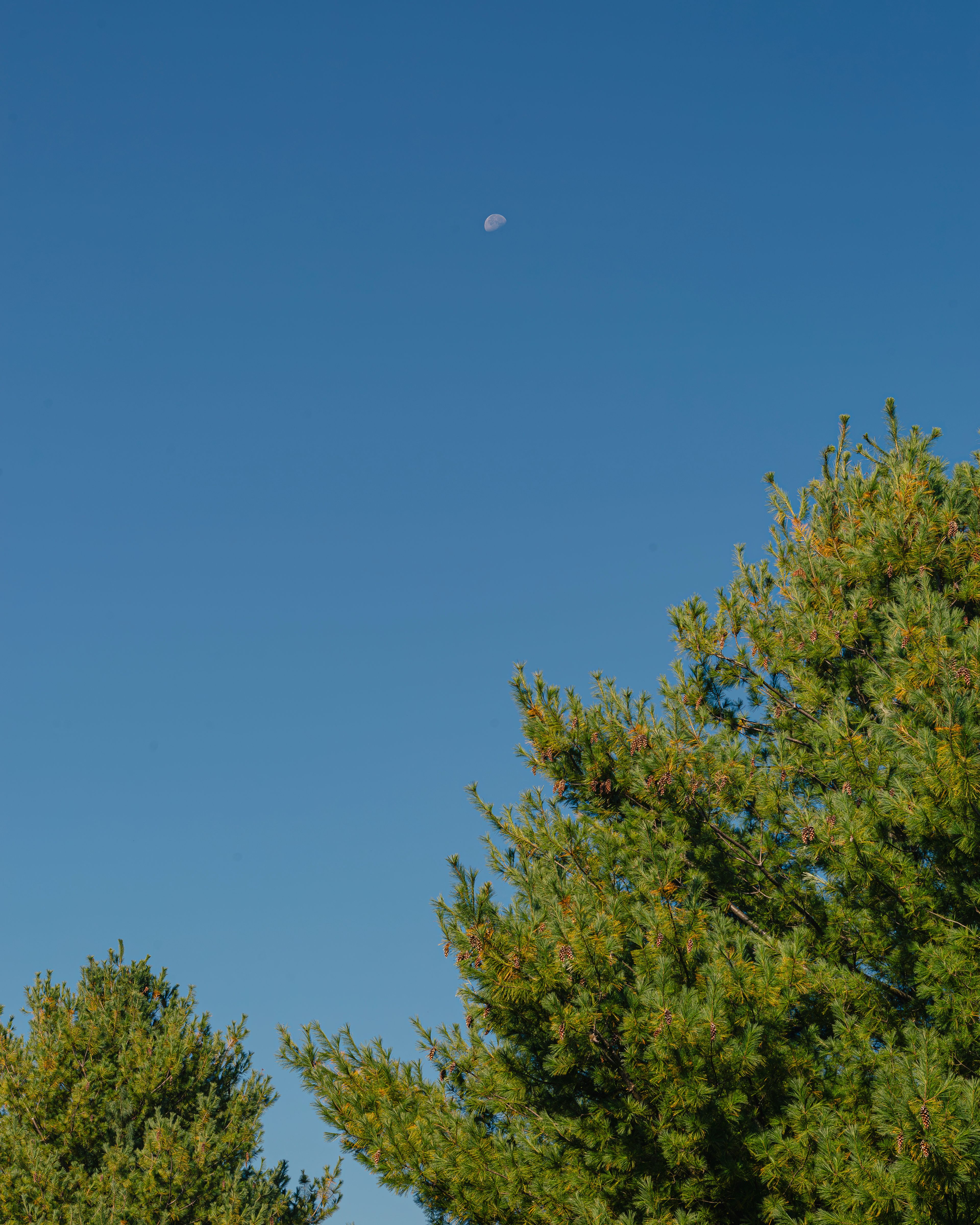 Moon Above a Trees · Free Stock Photo