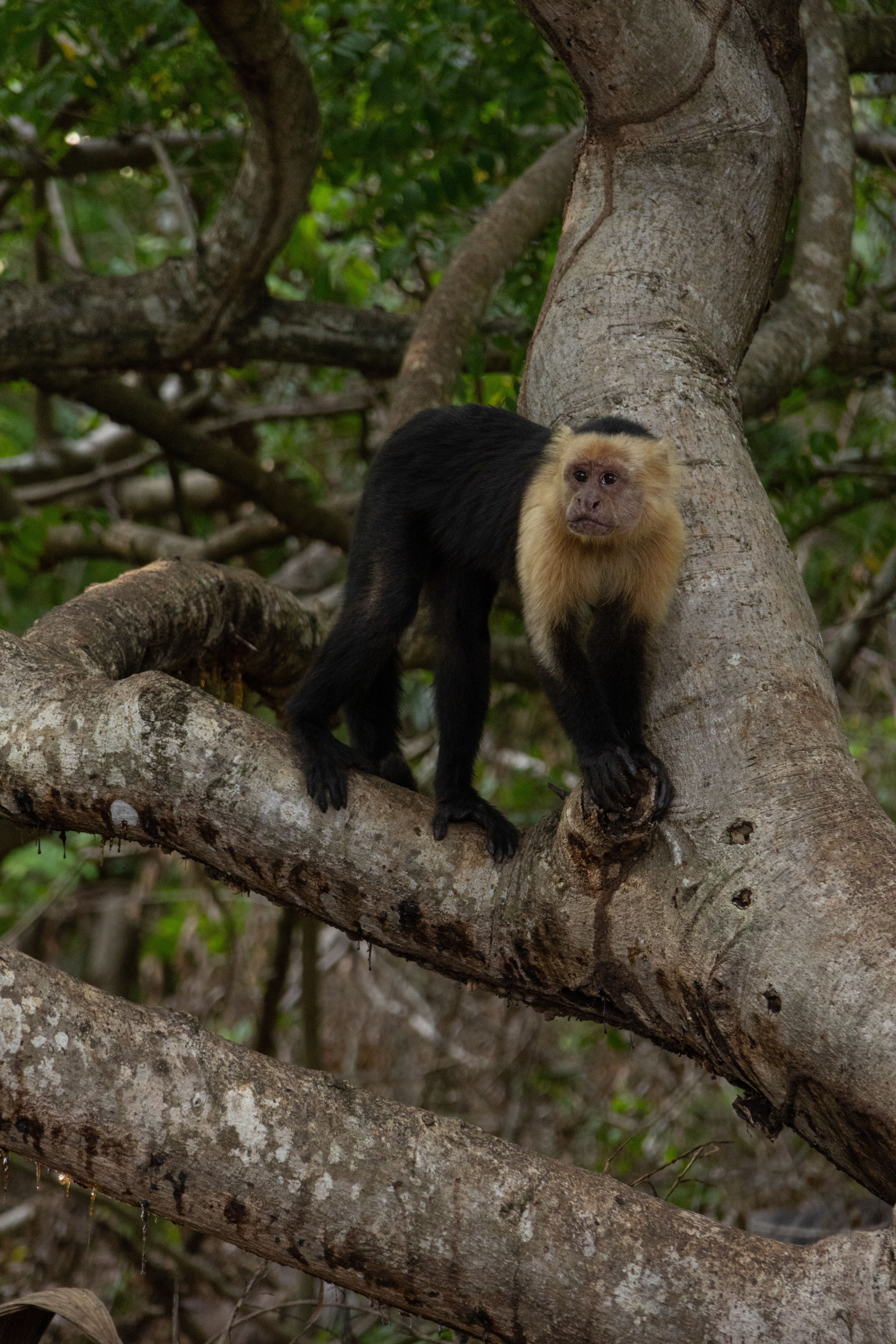 Capuchin Monkey on Tree · Free Stock Photo
