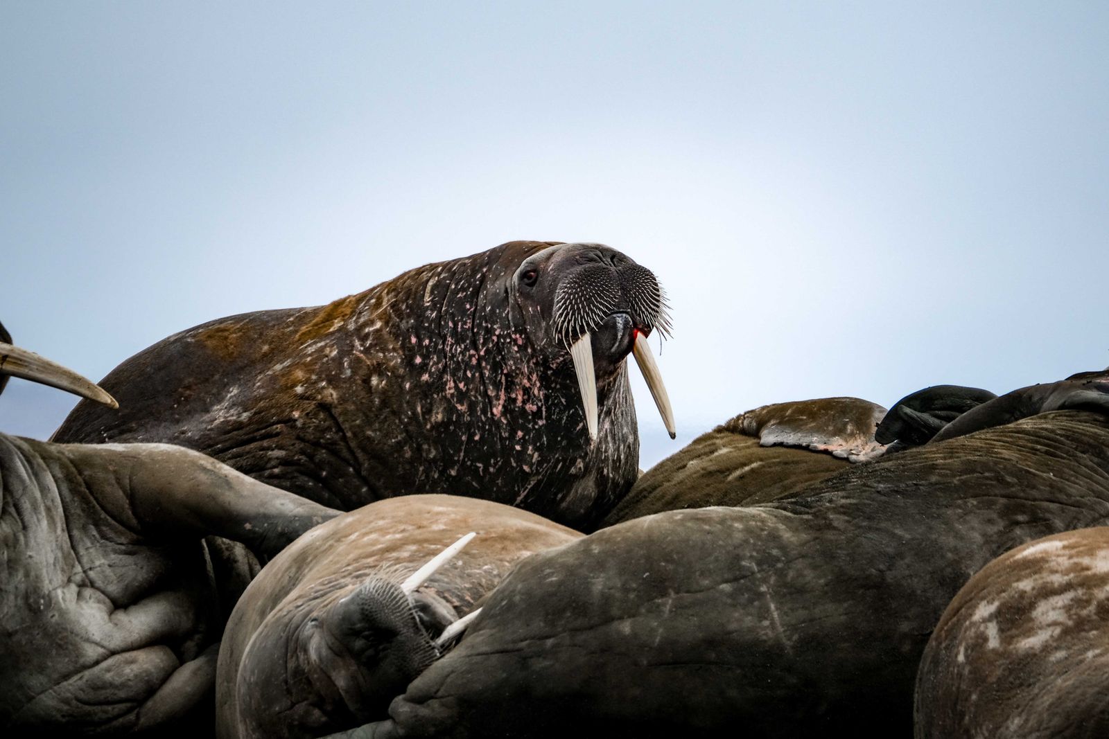 Walrus Photos, Download The BEST Free Walrus Stock Photos & HD Images