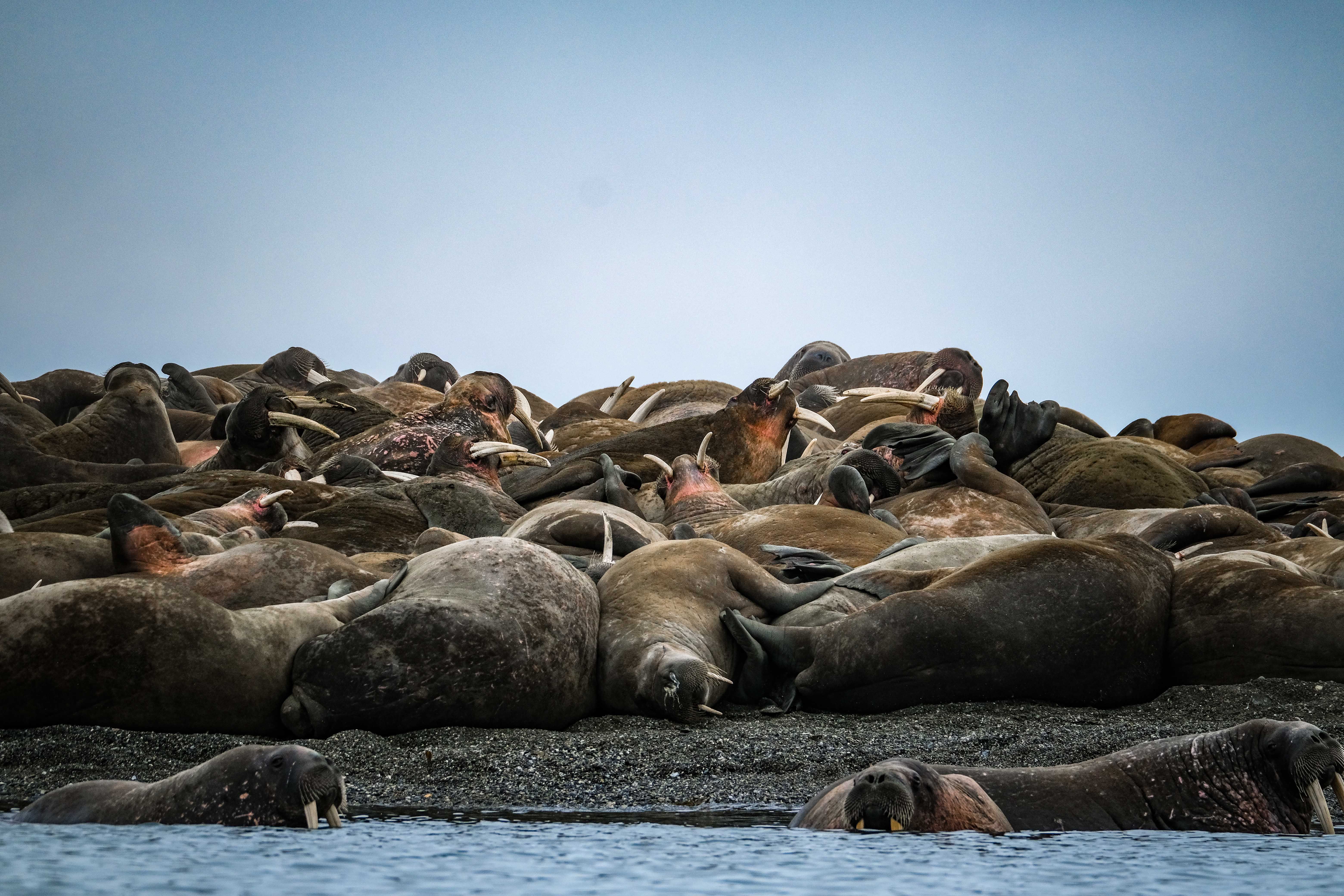 Walruses Resting on Sea Shore · Free Stock Photo