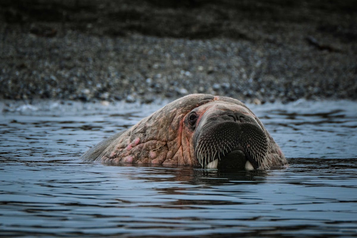 Walrus Photos, Download The BEST Free Walrus Stock Photos & HD Images