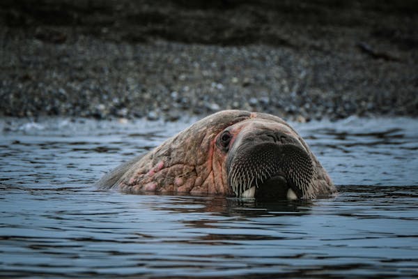 Walrus Photos, Download The BEST Free Walrus Stock Photos & HD Images