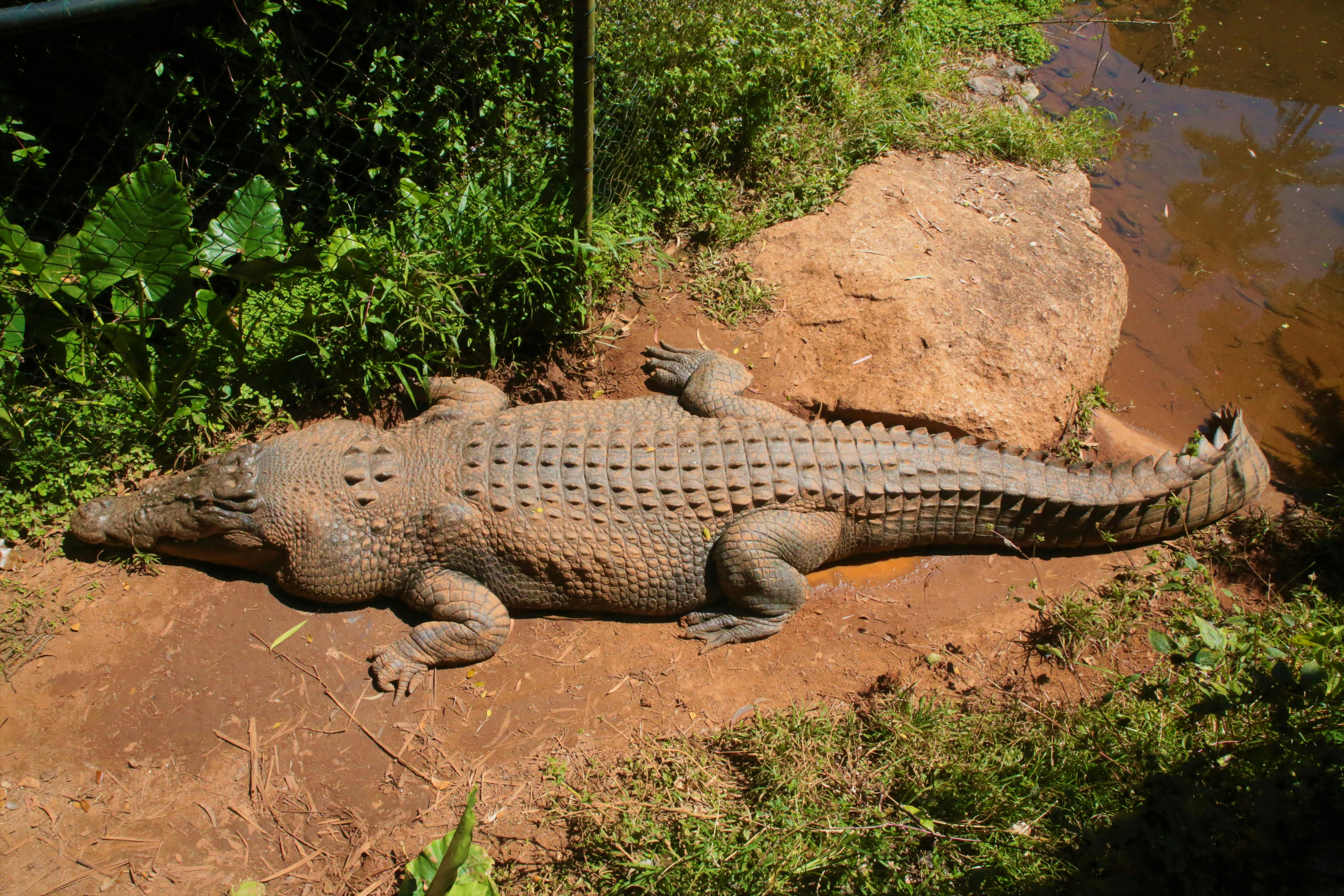 Crocodile Lying on Path Leading to Lake · Free Stock Photo