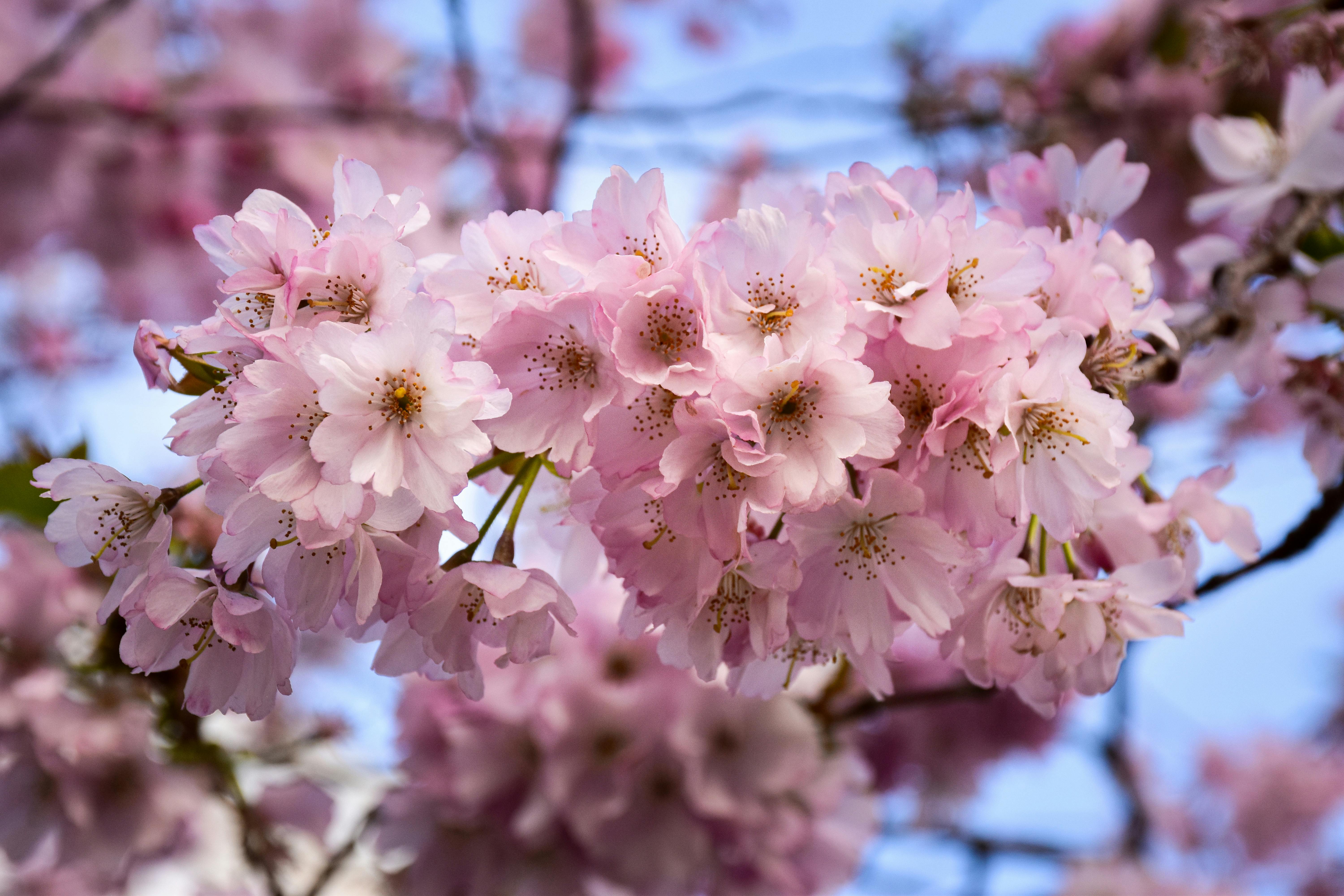 Close-up of Cherry Blossom · Free Stock Photo