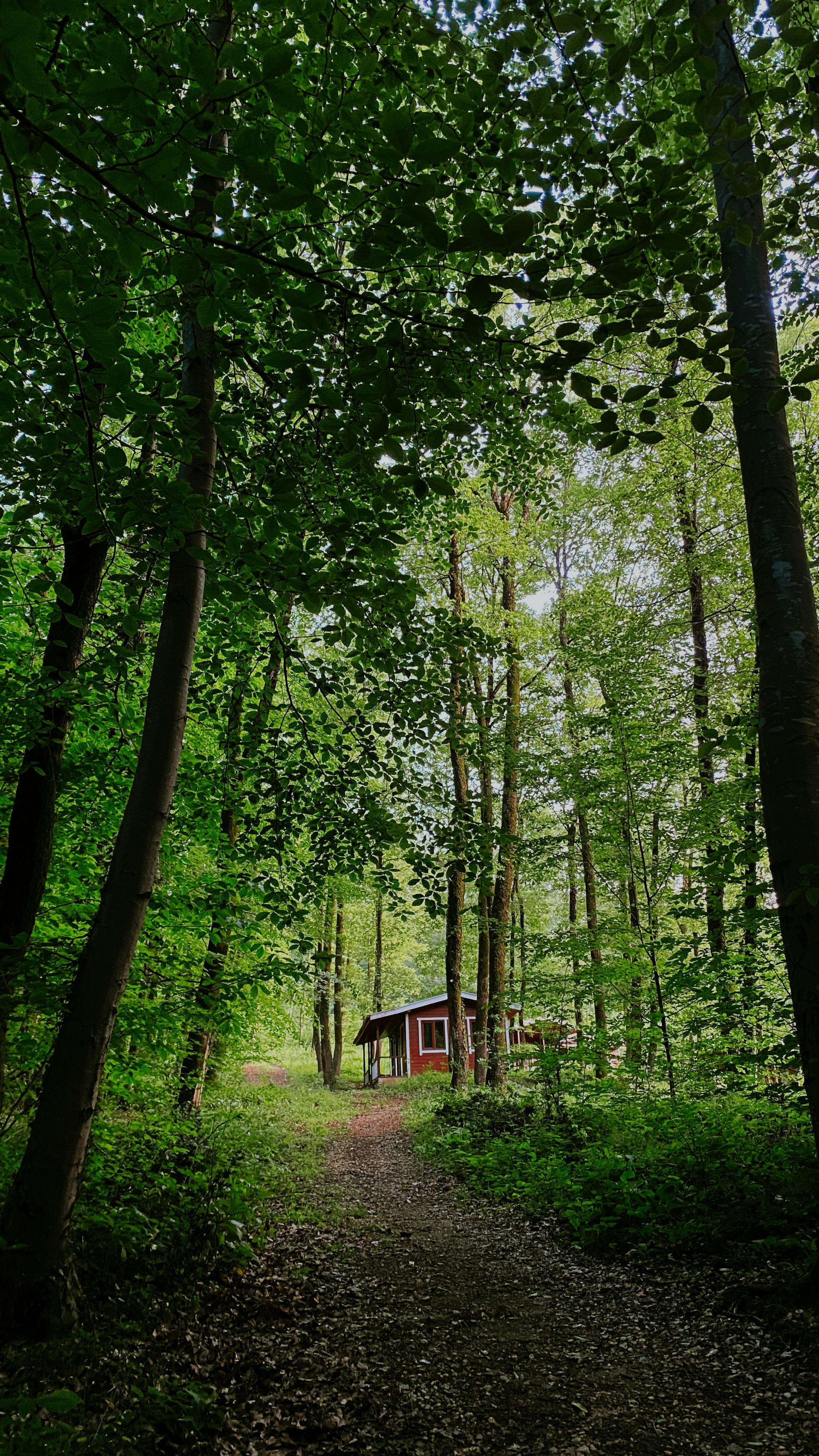 A Small House in the Forest · Free Stock Photo