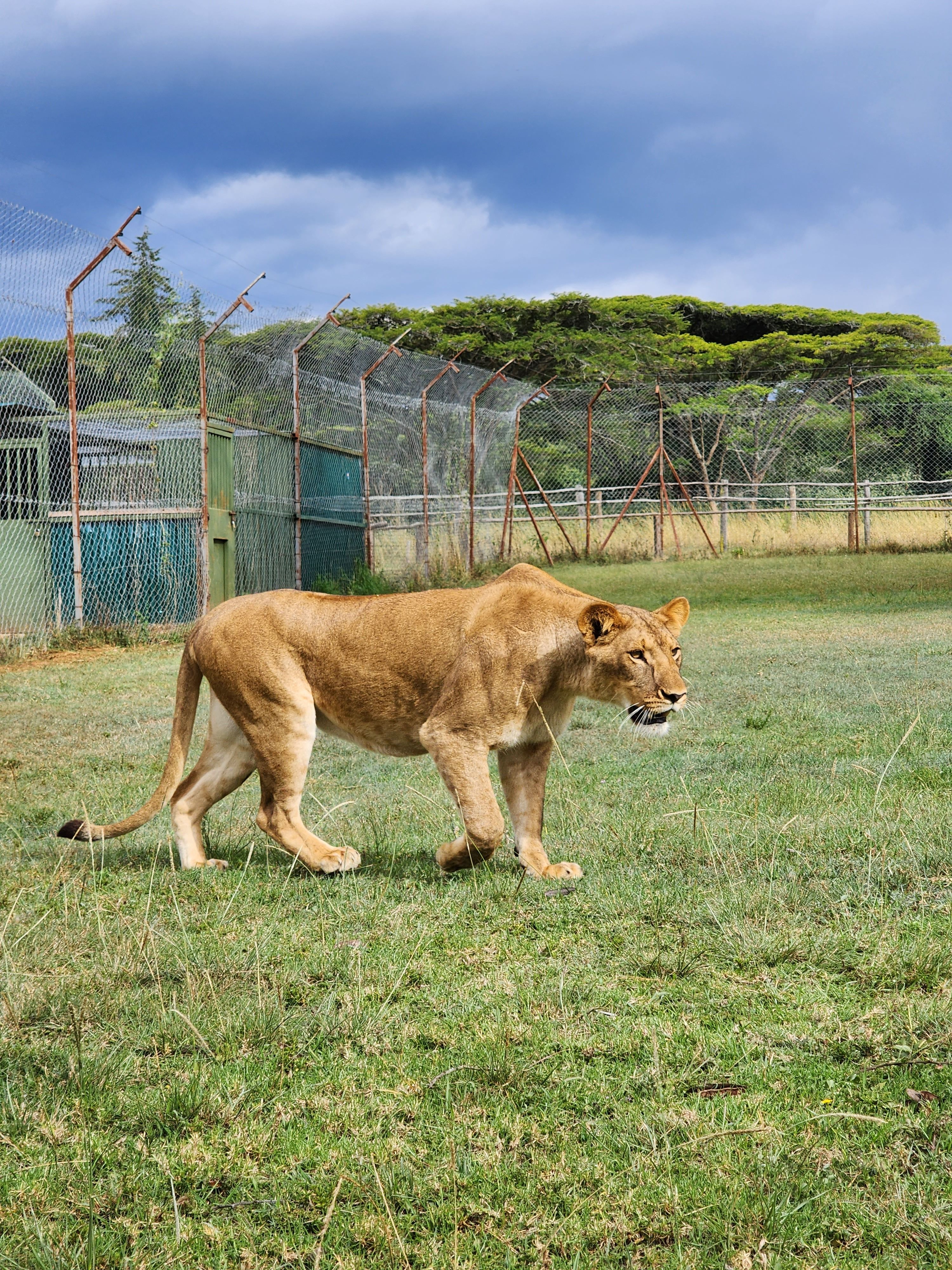 Lioness in Zoo · Free Stock Photo